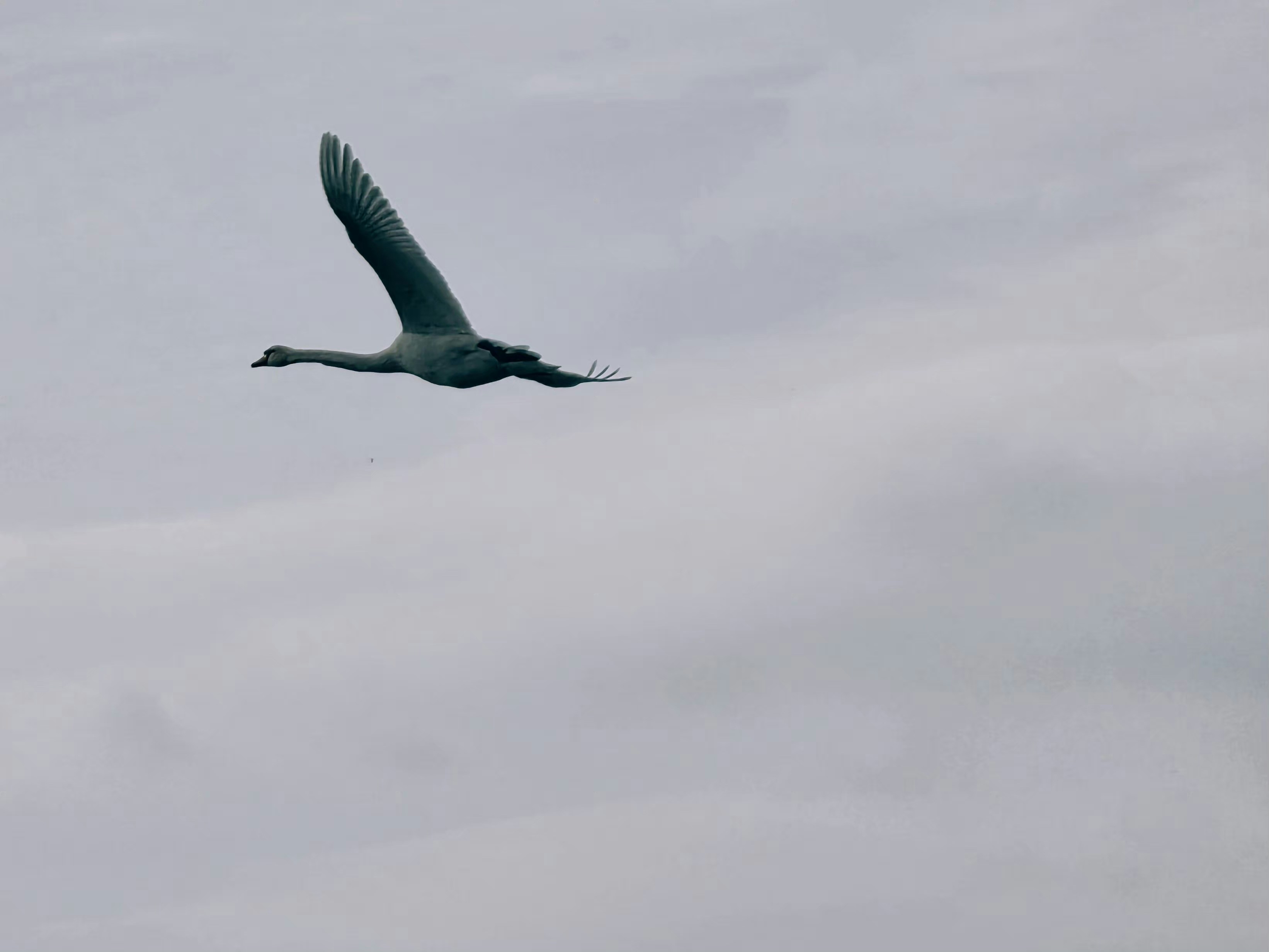 Winged silhouette across a pale sky