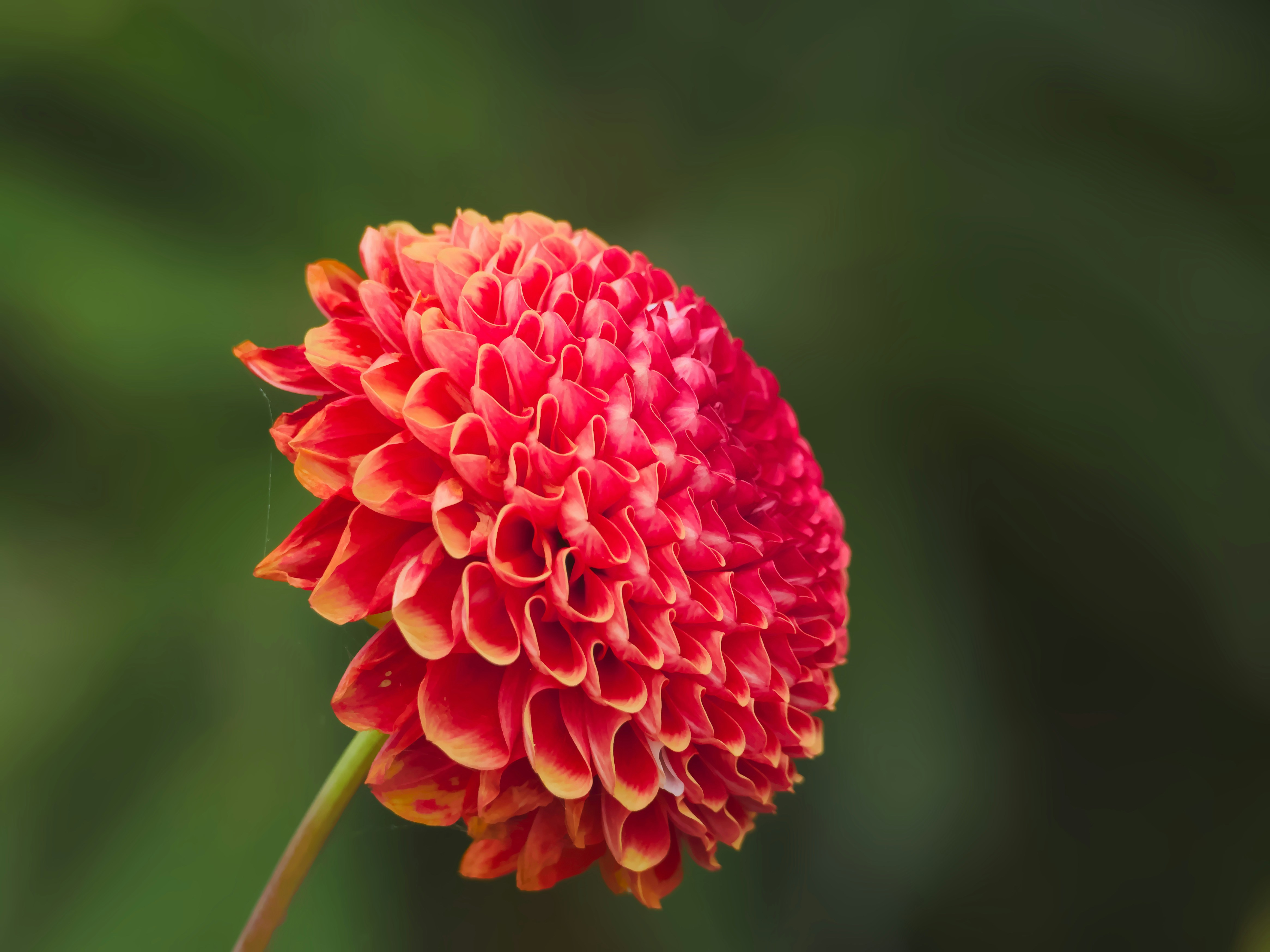 Red Dahlia-in-Profile: a sculpted bloom against soft green backdrop