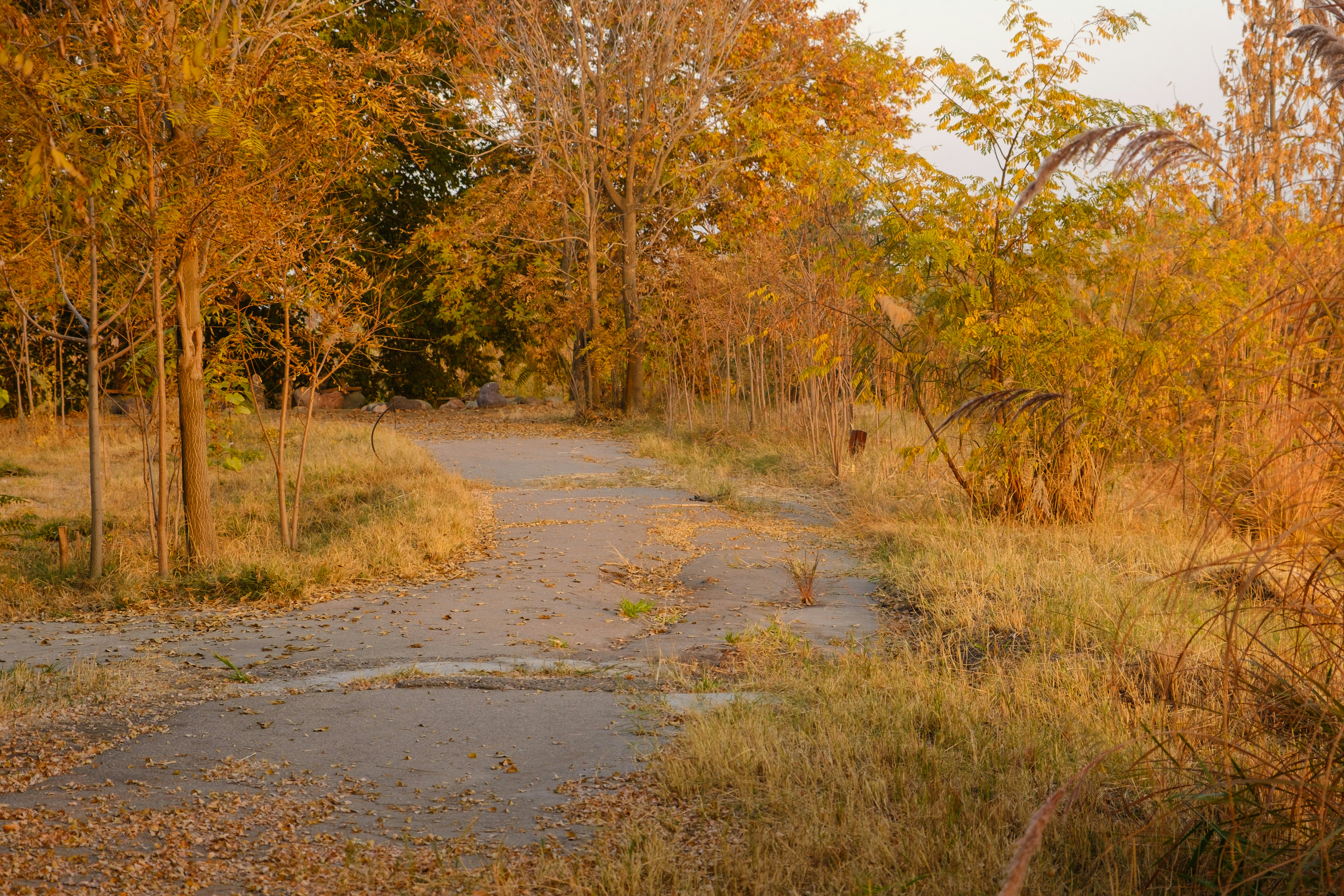 Autumn Path Through Quiet Drowsy Woods