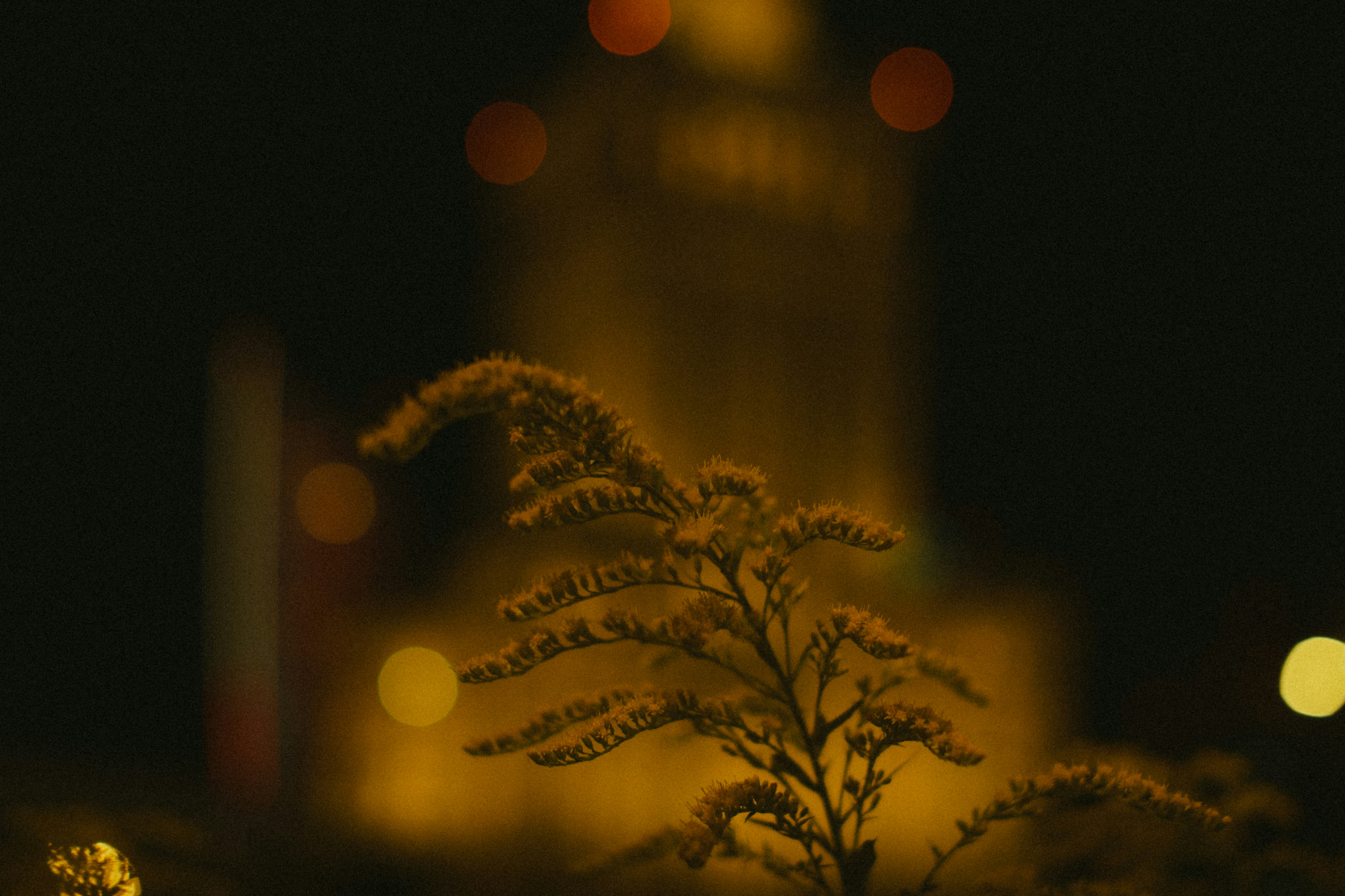 Quiet Night Bloom: A Neon-Outlined Plant against a Blurred Civic Tower