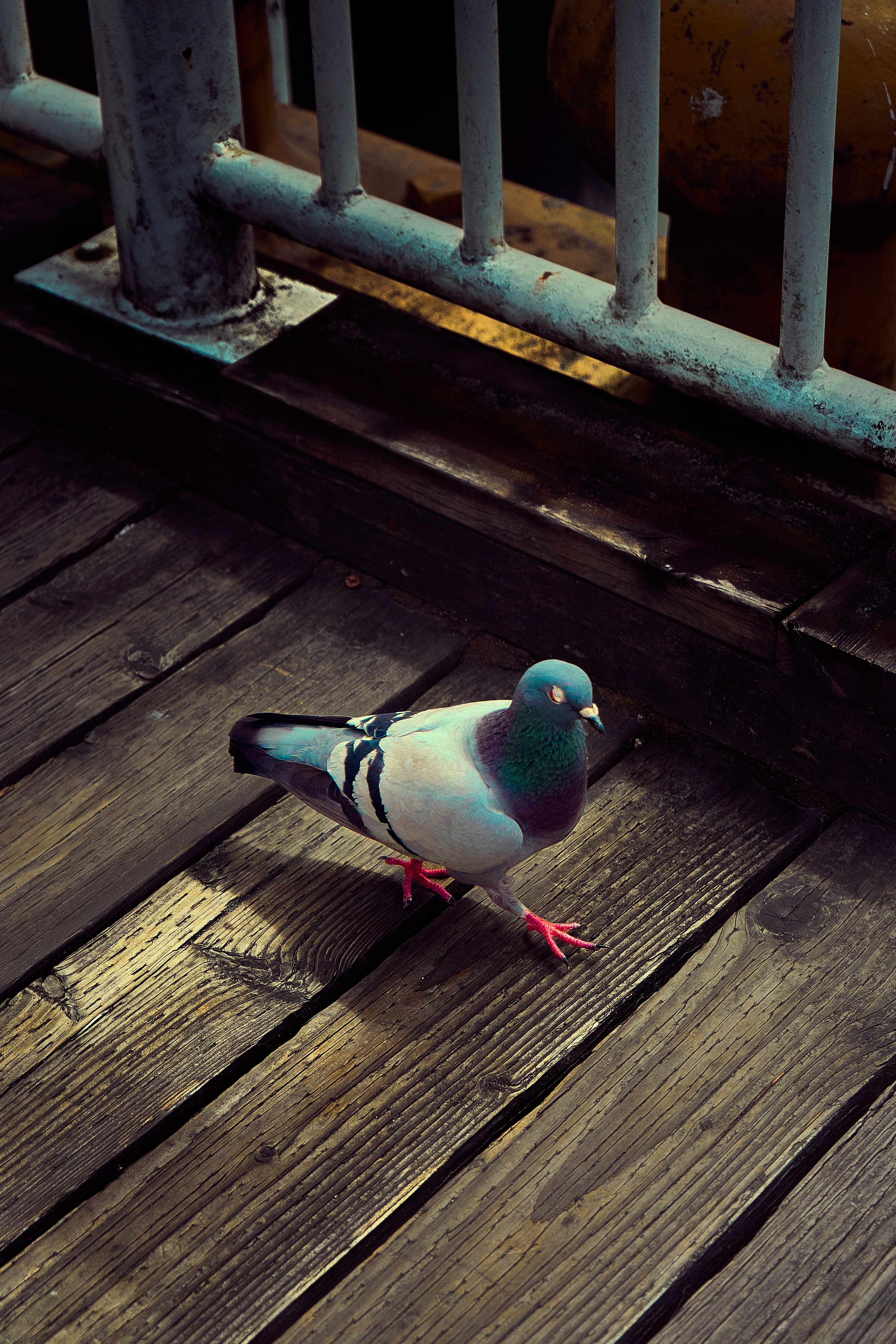 Pigeon on Weathered Deck: A Quiet Moment of City Light