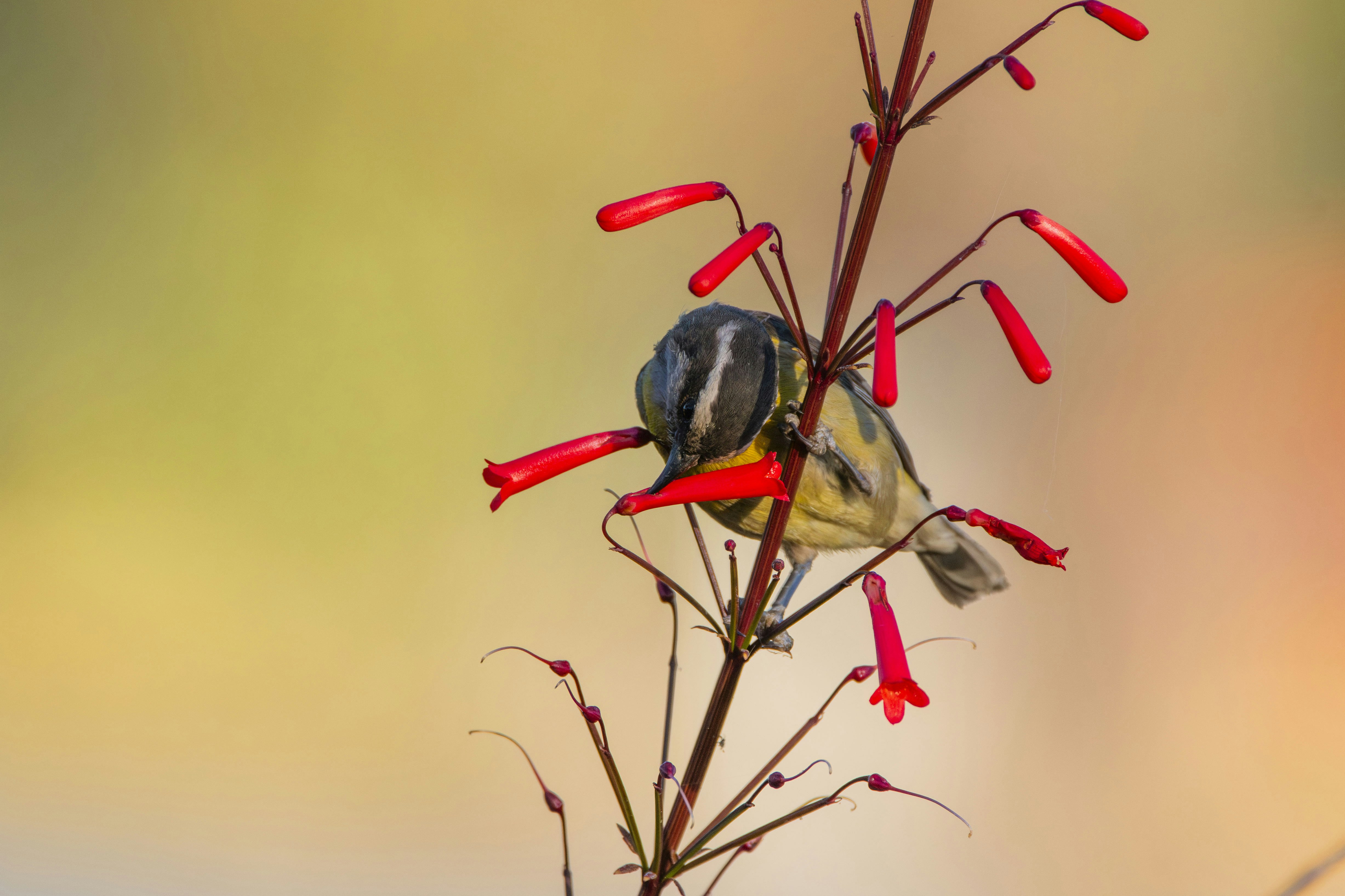 Hummingbird among red tubular flowers against a warm fall backdrop
