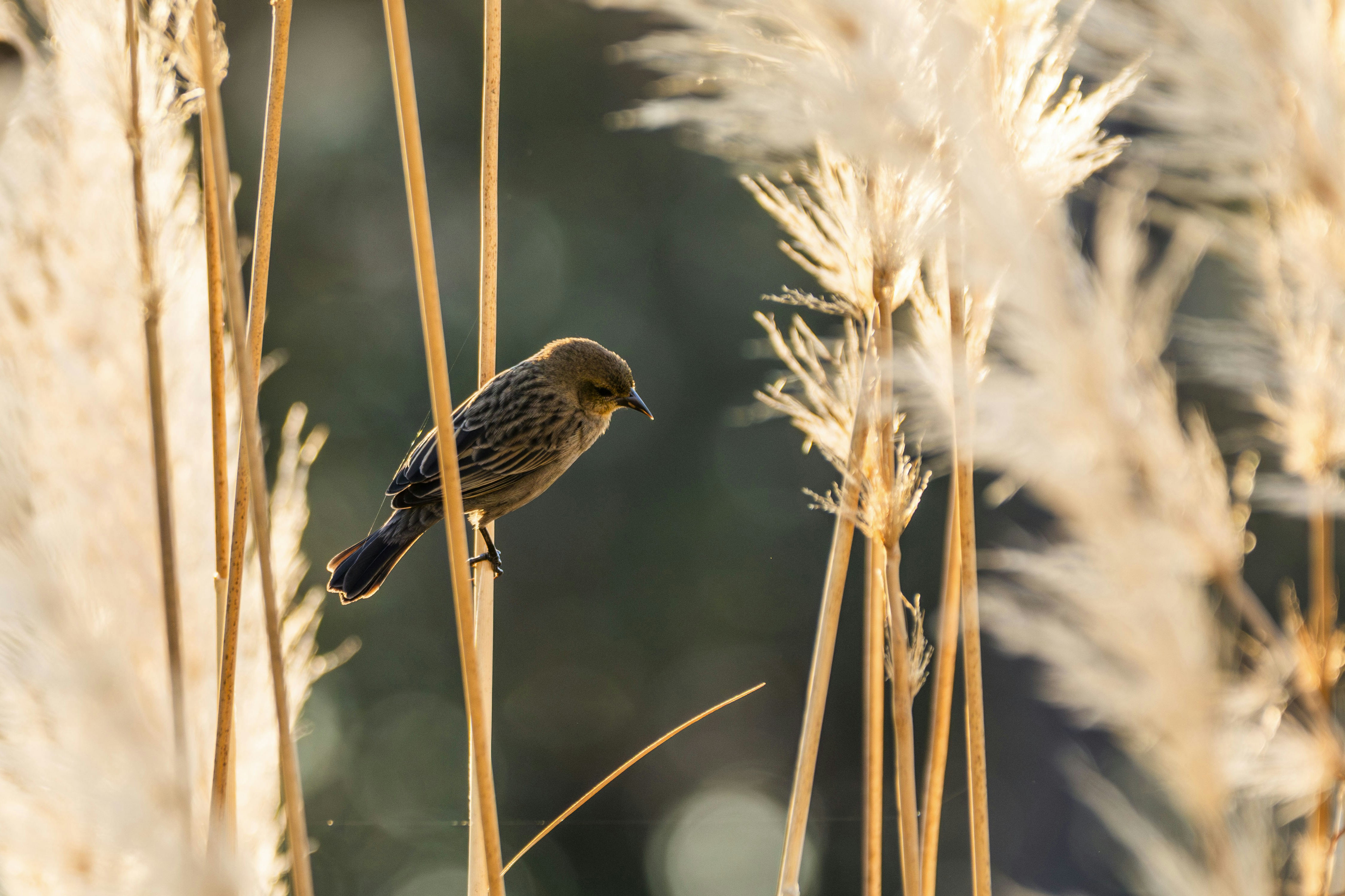 A tiny bird perched amid tall golden reeds bathed in warm backlight, creating a soft bokeh backdrop behind it.