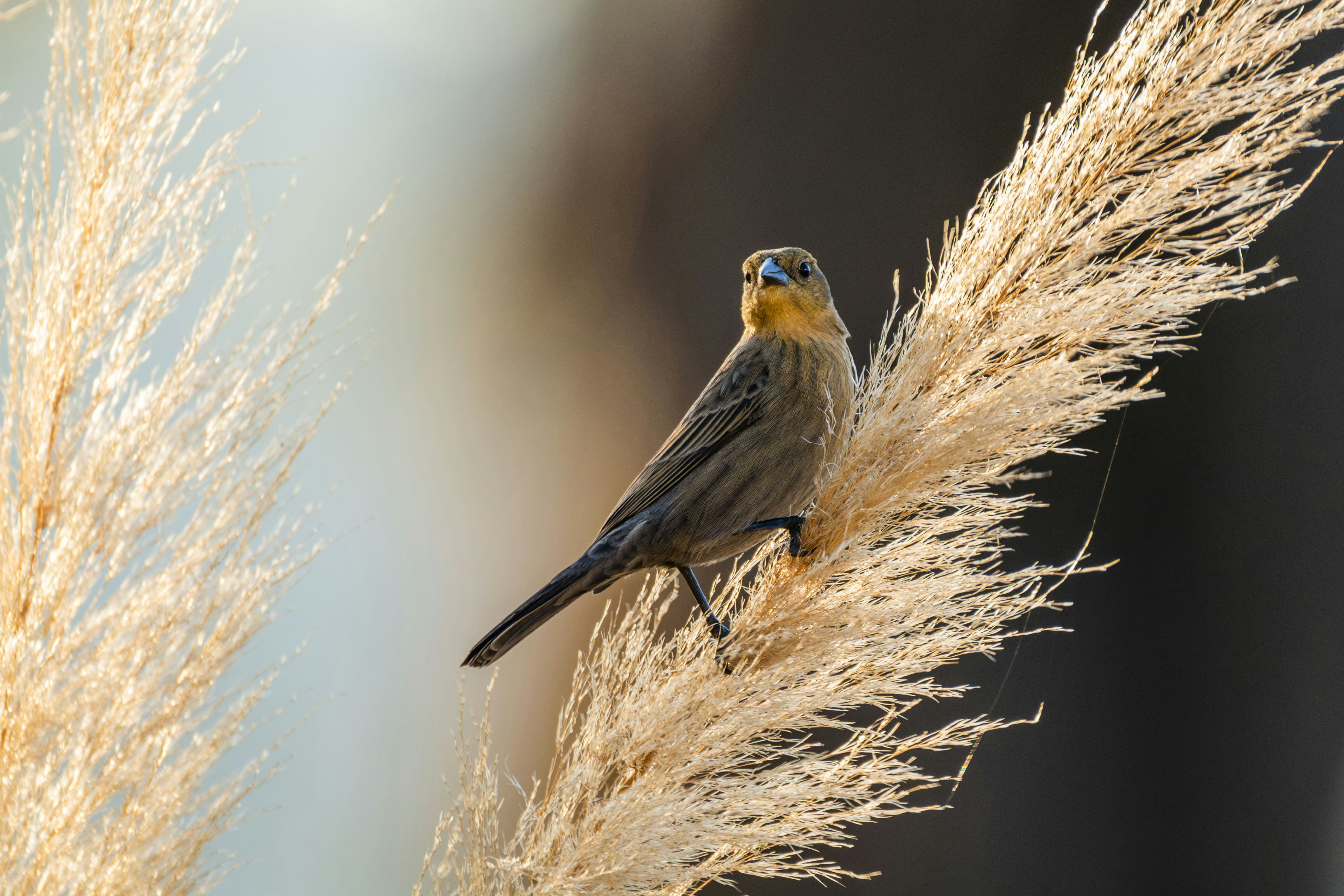 Golden-necked Warbler on a Tangle of Reeds