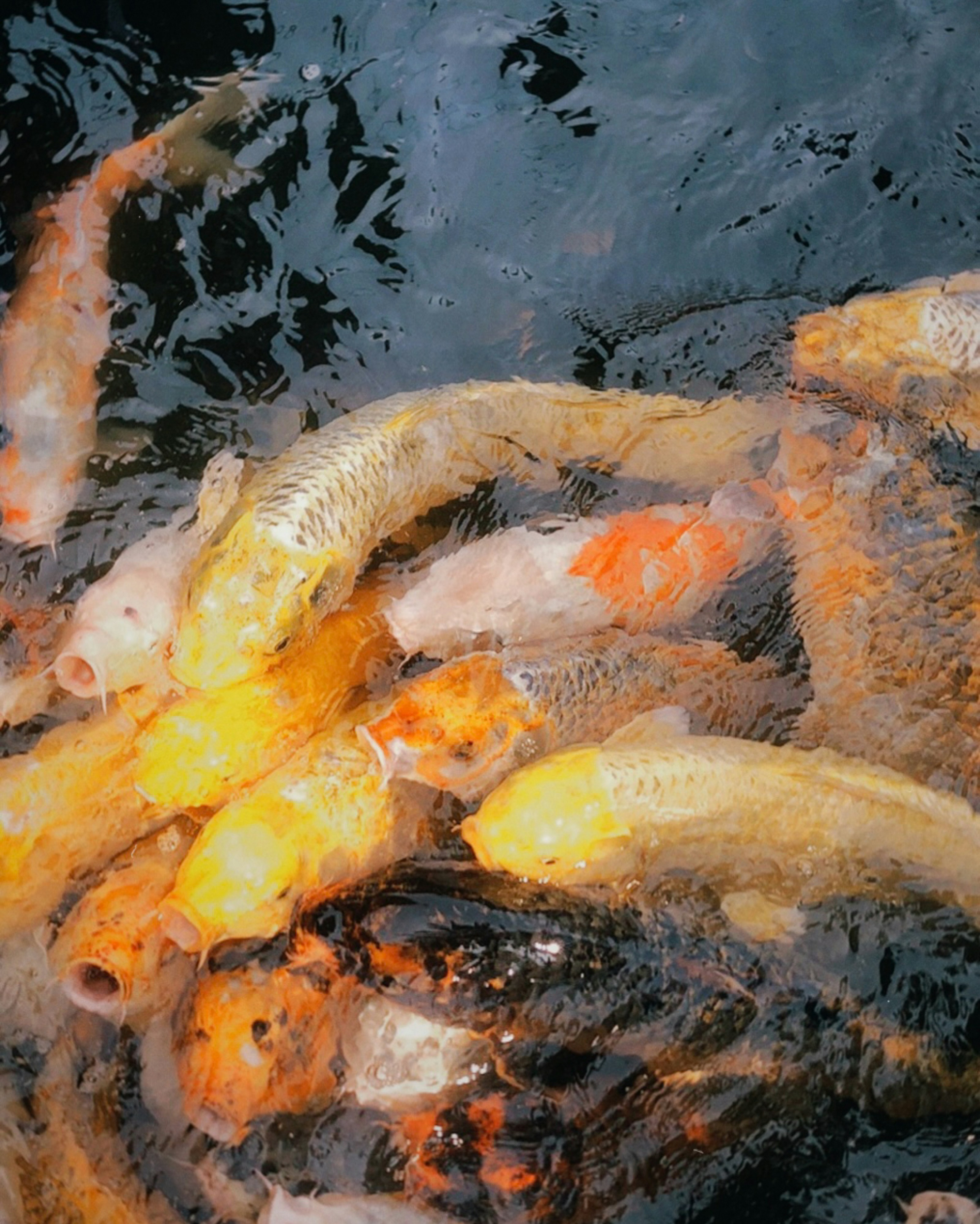 Koi Congregation: A Surge of Color Beneath the Surface