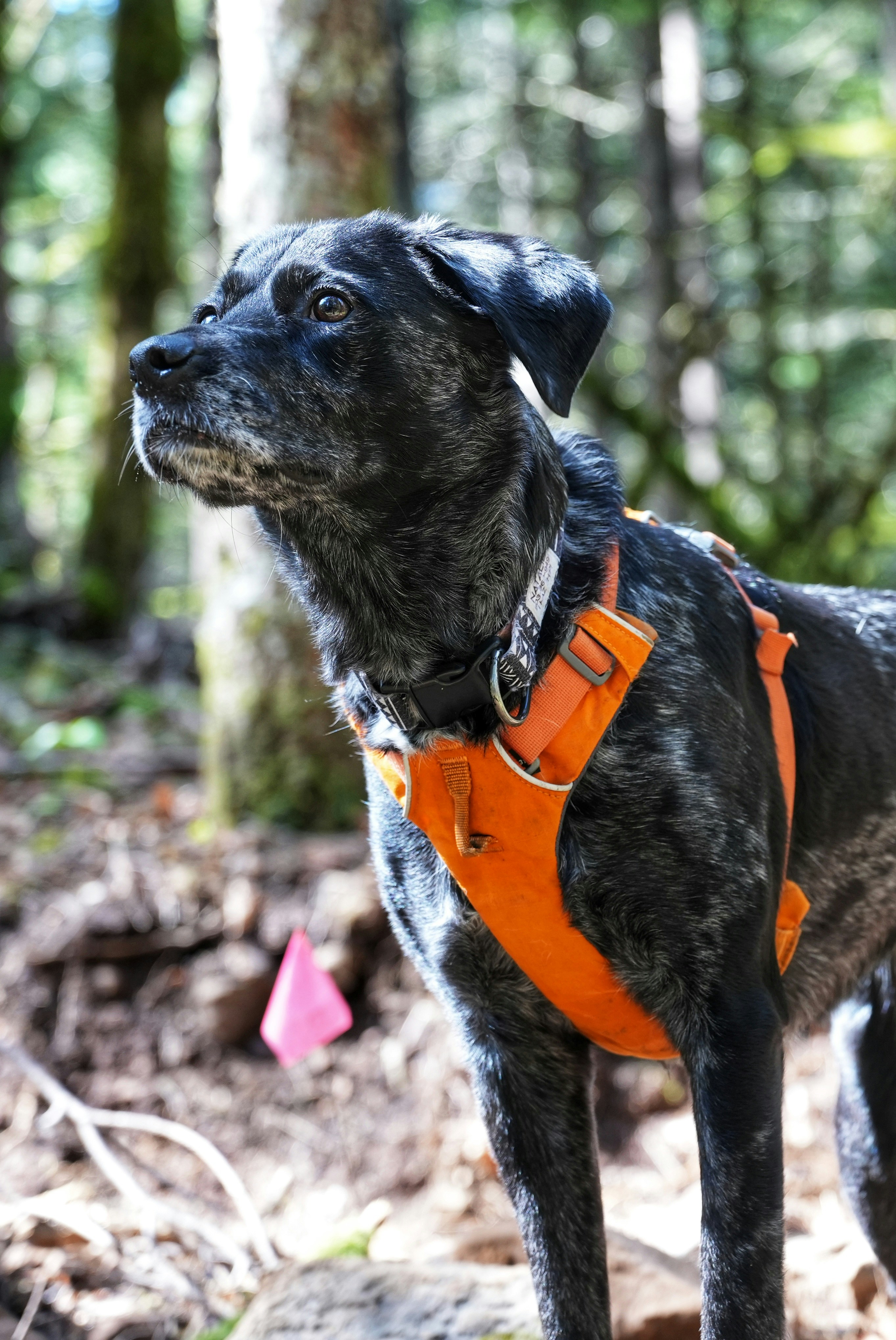 Beside the Trail: a Weathered Canine Scout in Orange Gear