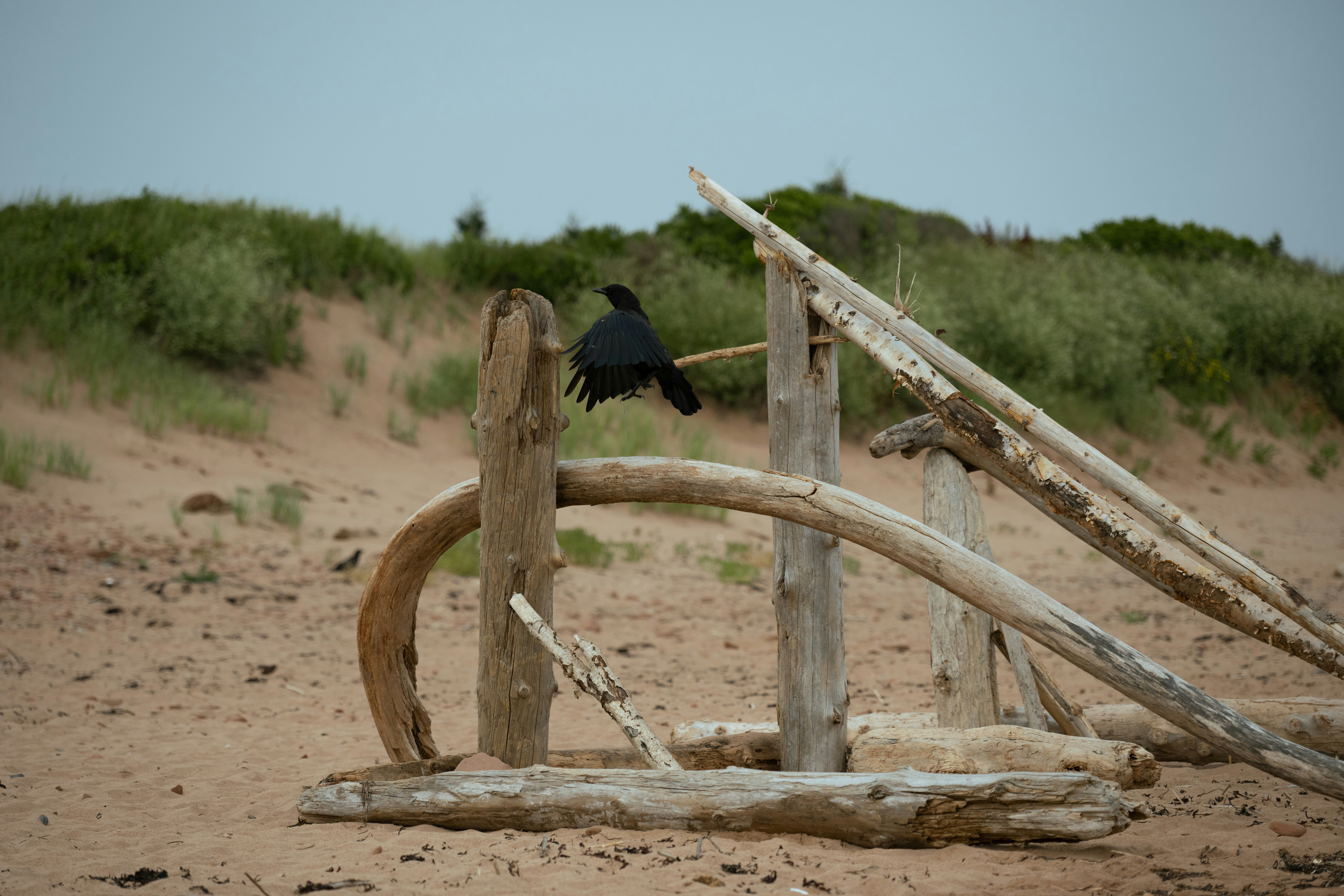 Driftwood Frame: Raven Takeoff Over Sand and Scrub
