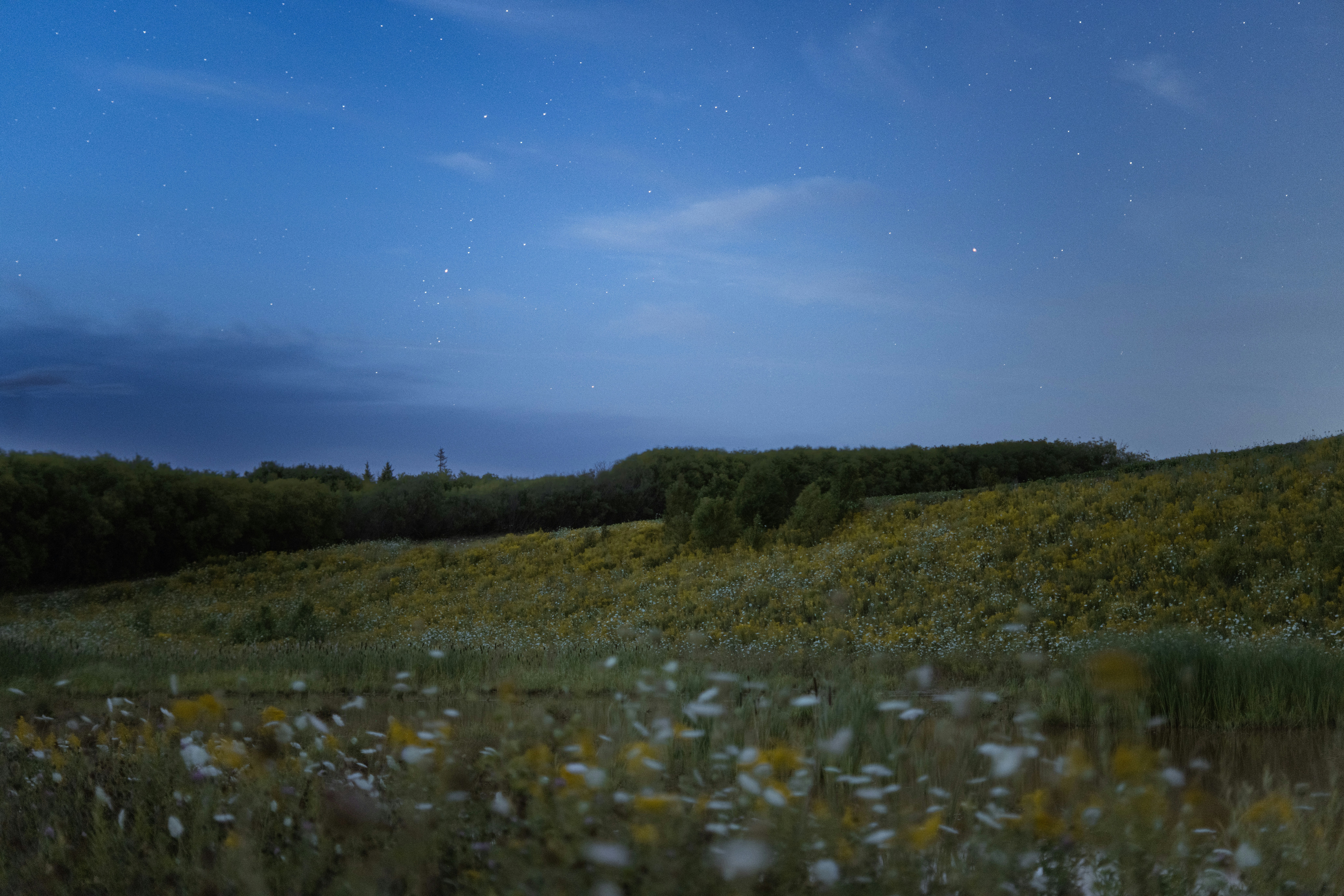 Moonlit Meadow Under a Starry Palette