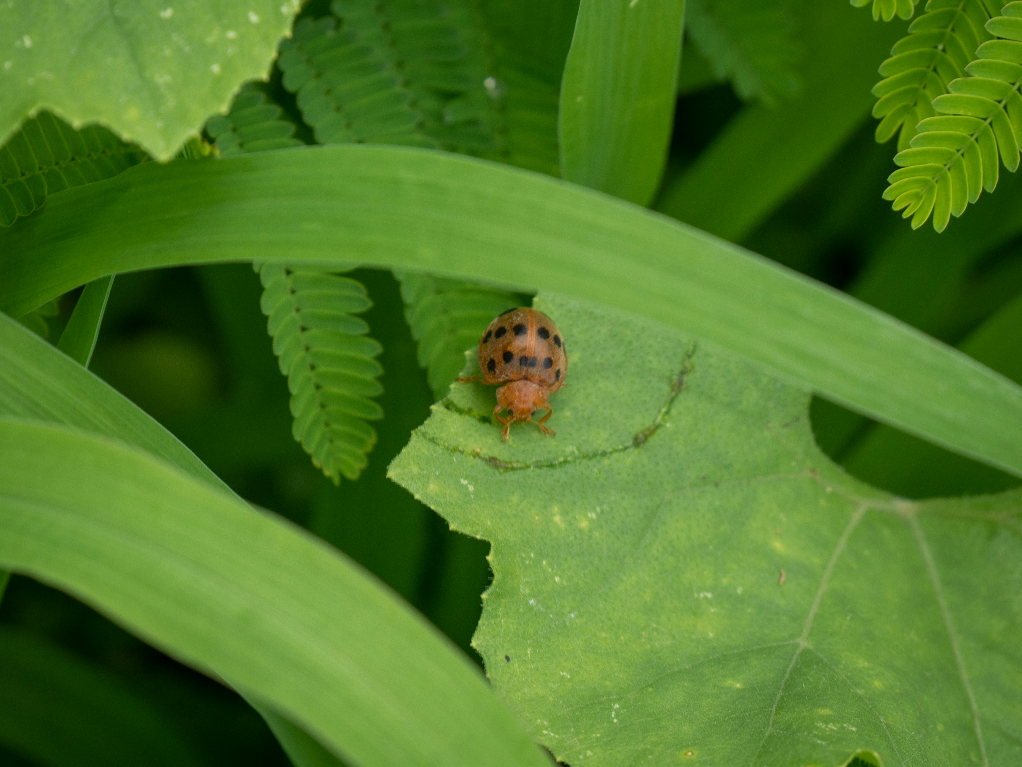 Tiny Orange Beetle on Green Leaf Amidst Broad Fronds