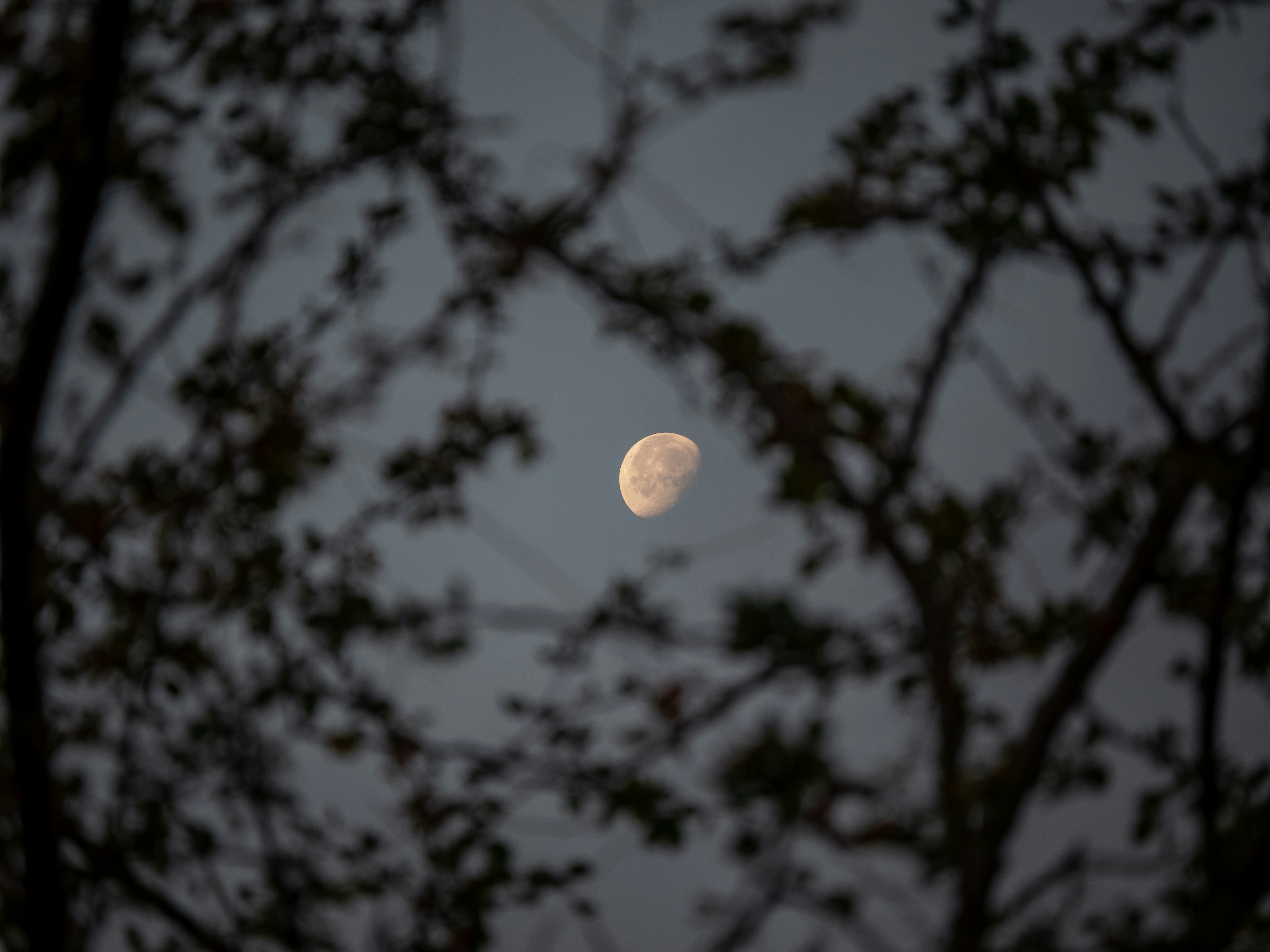 Moonlit Silence Through Veined Canopy