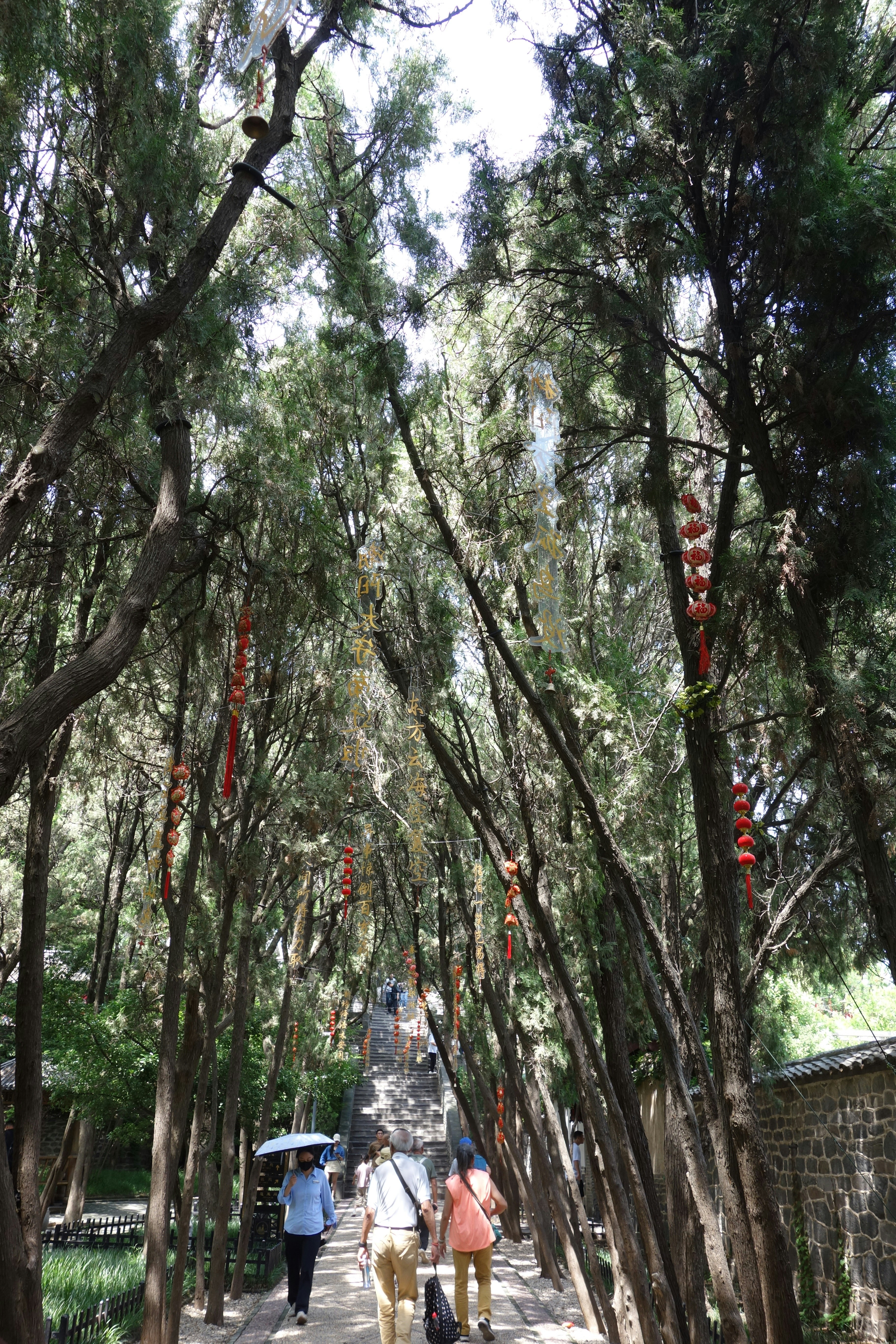 Lanterns Among the Forest Corridor