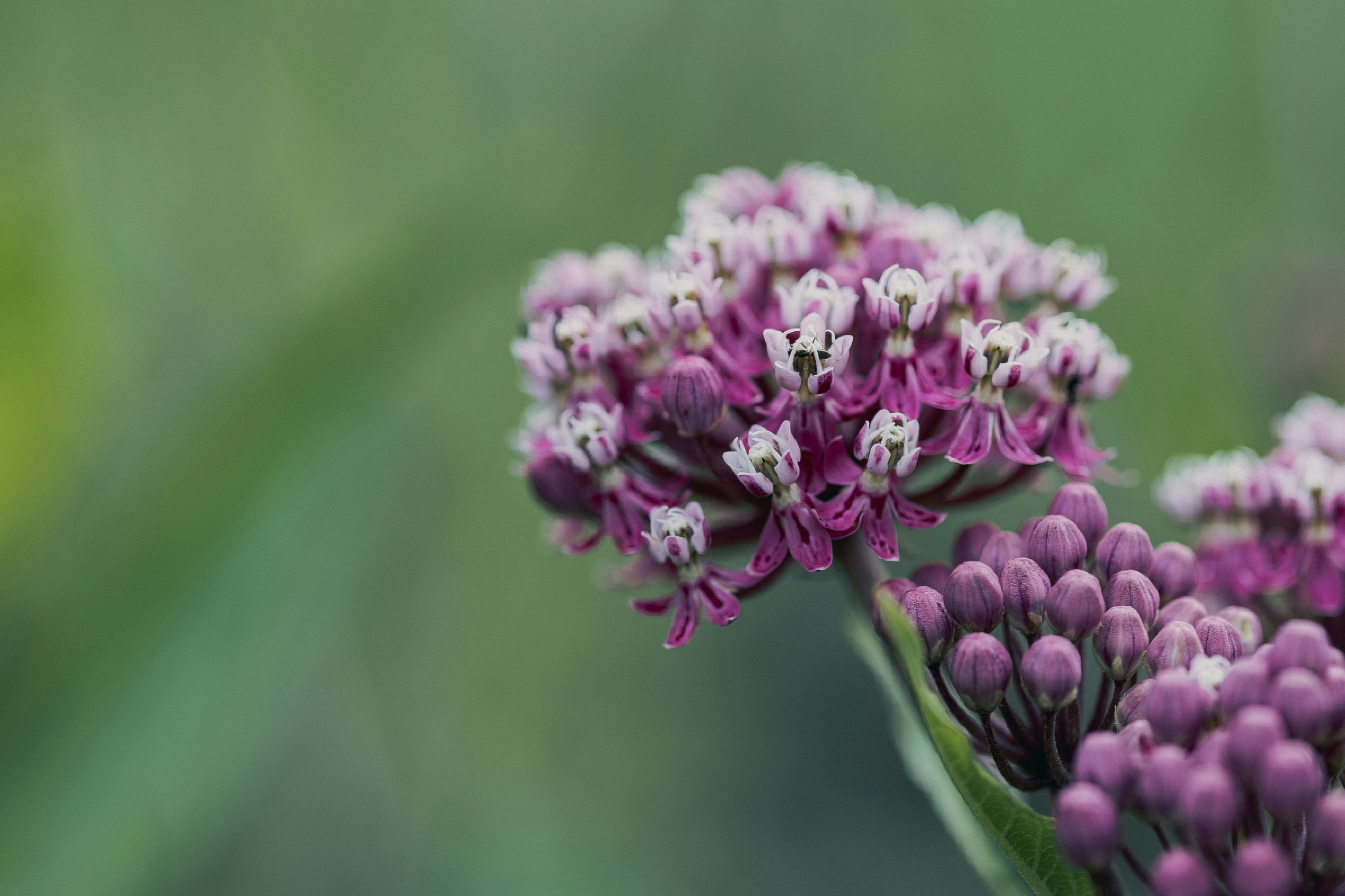 Purple Crown: A Closeup of a Lush Cluster in Soft Focus