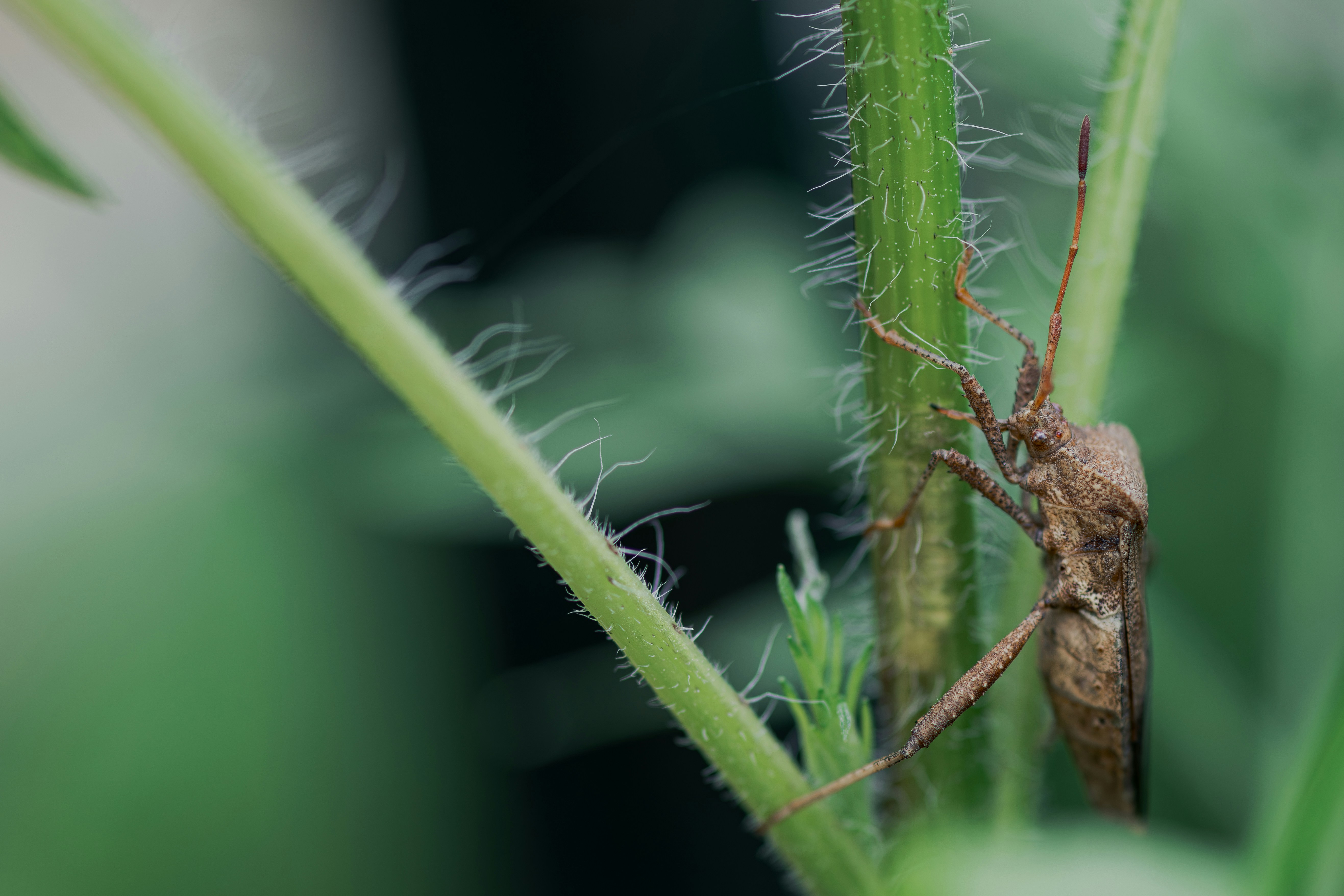 Sturdy Plant Stem with a Spiny Neighbor