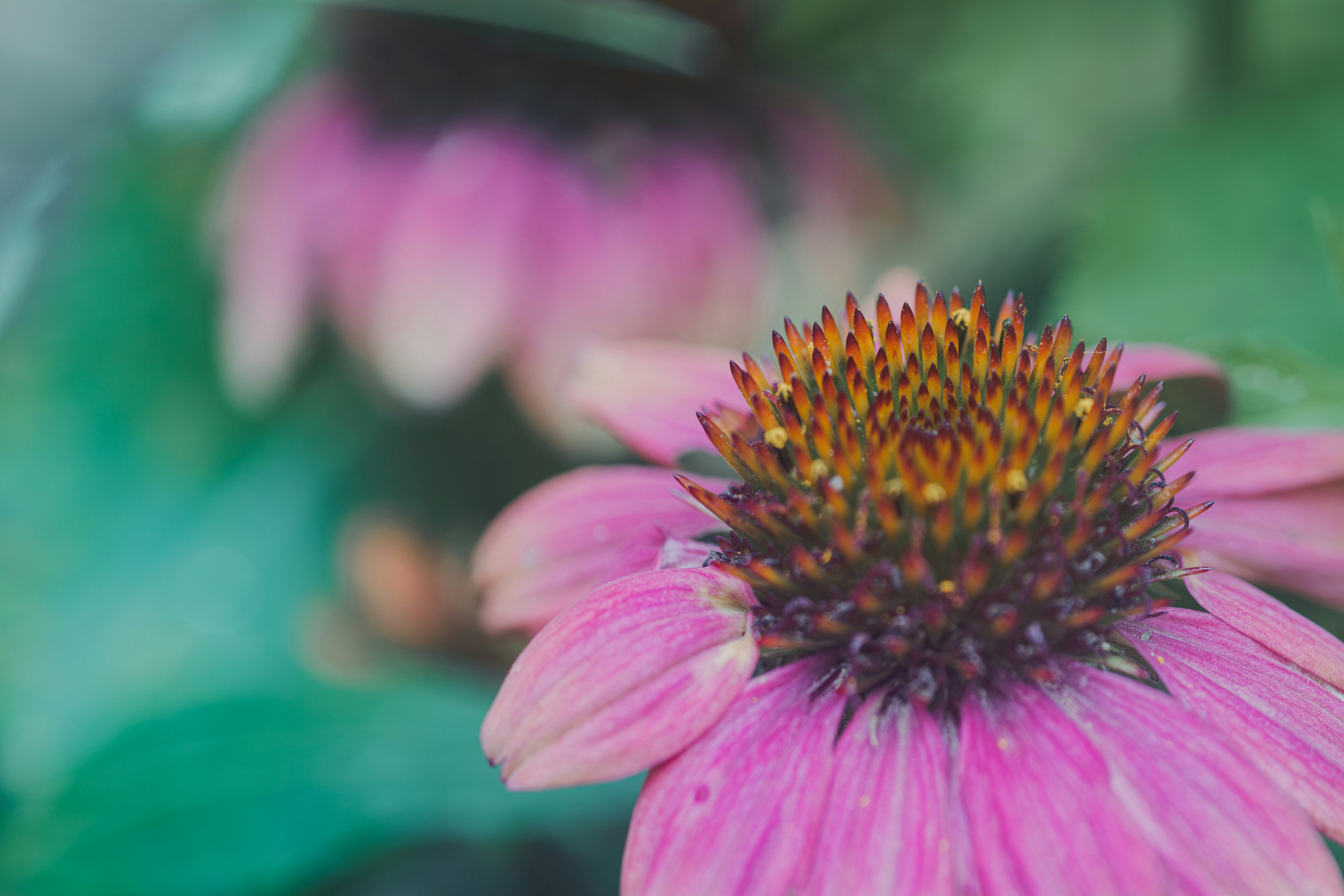 Close-up of a pink coneflower bloom with a vivid, detailed center