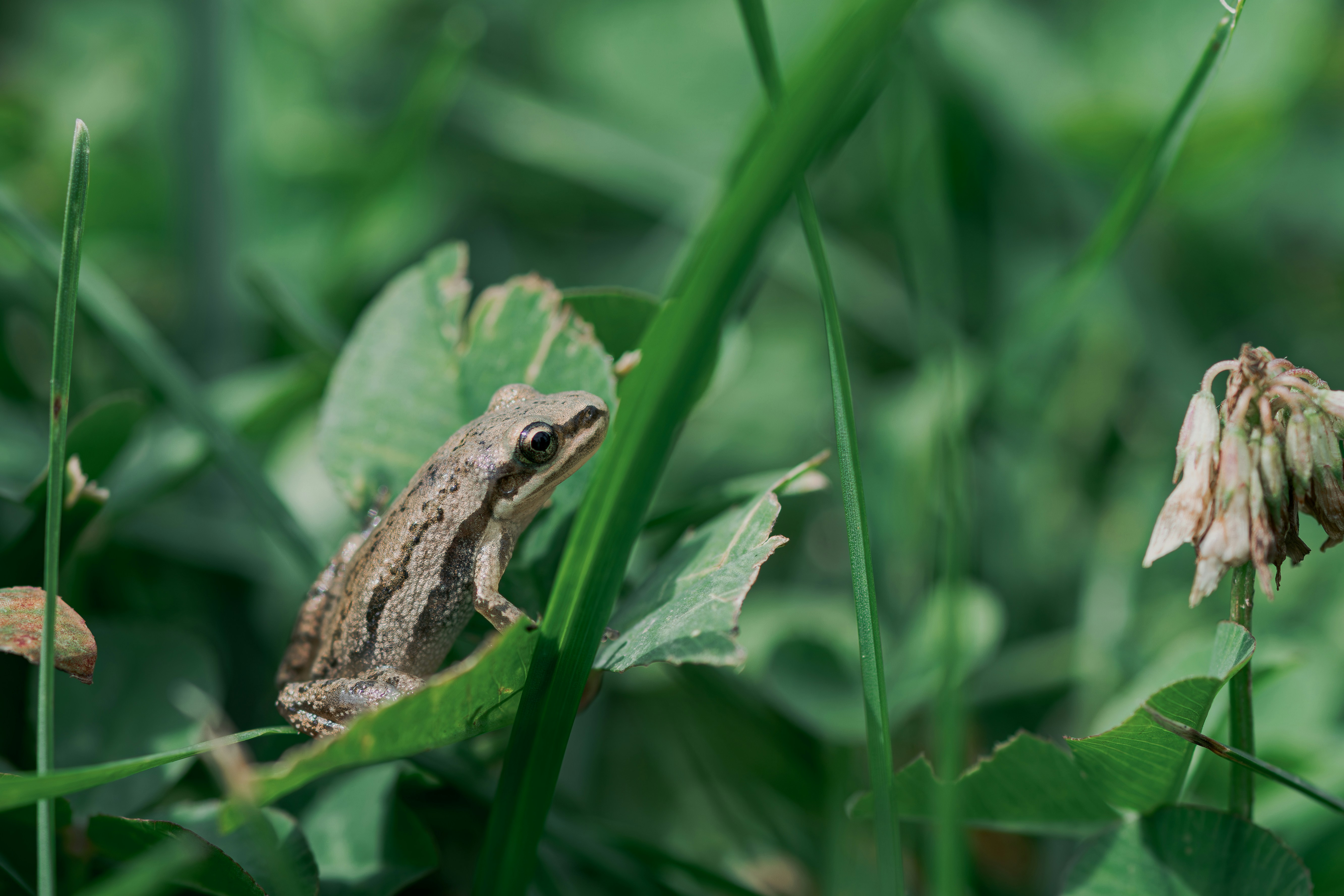 Green Stage: A Small Lizard On Narrow Leaves