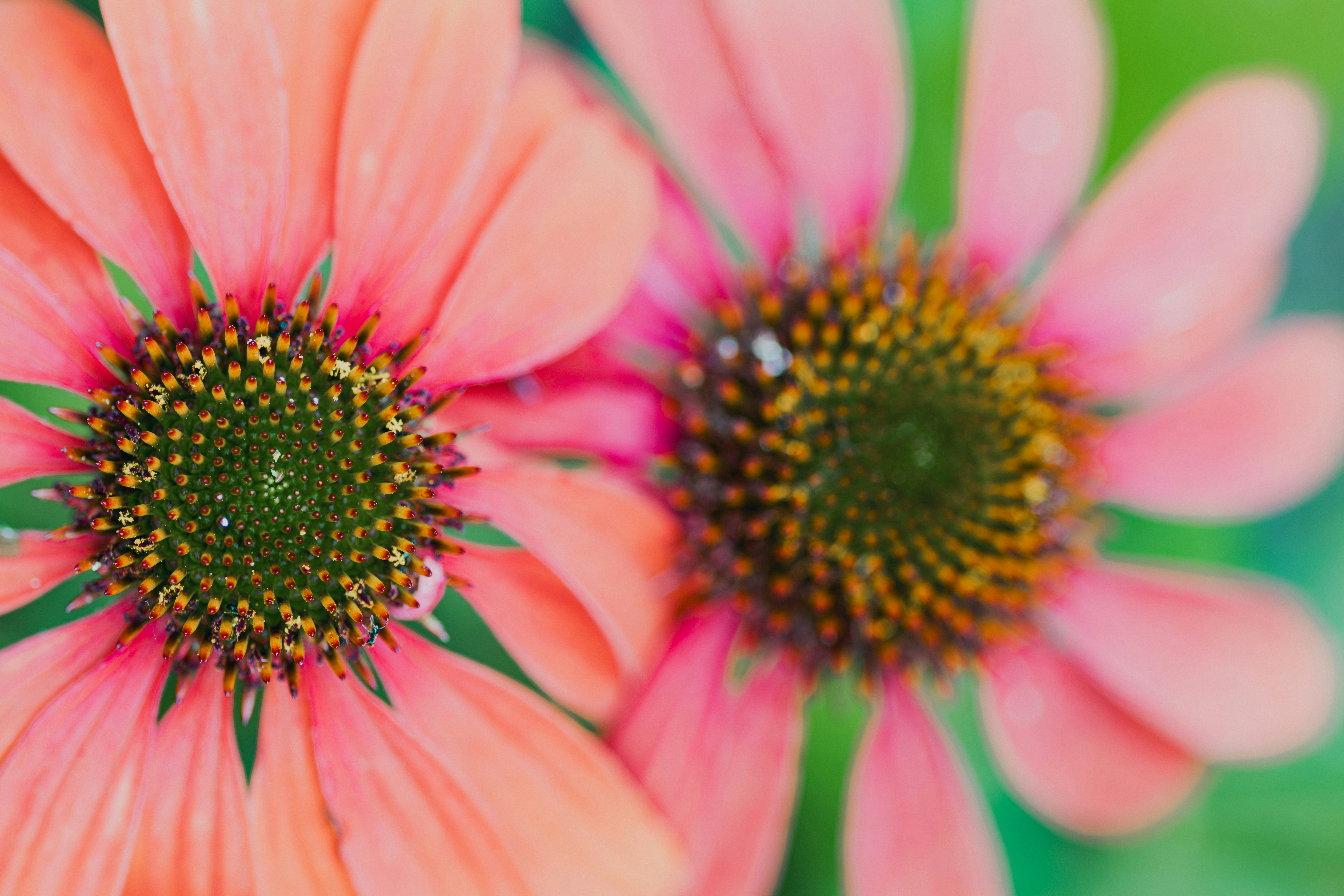 Petals in Focus: Close-Up of a Dual Daisy Bloom