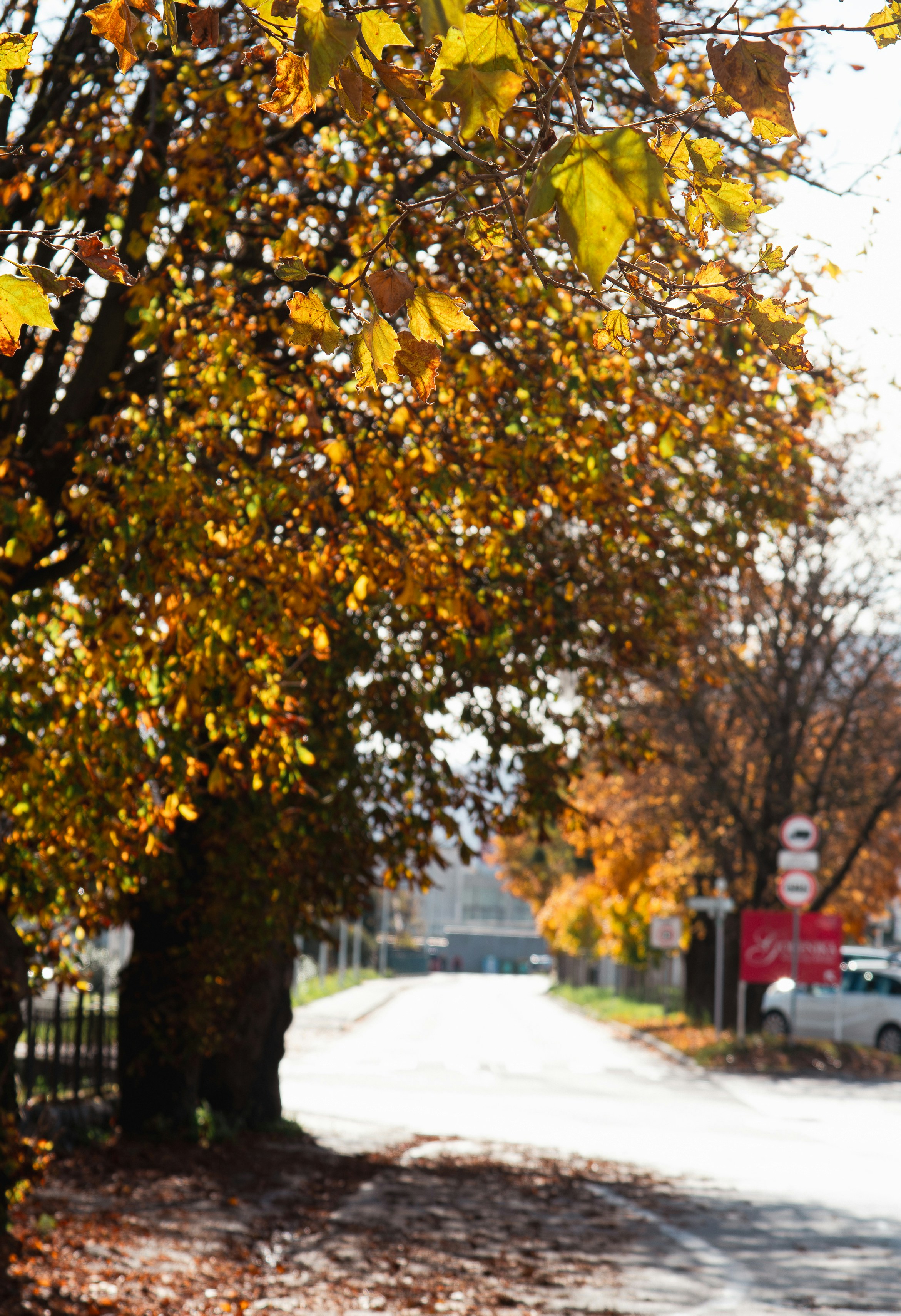 Autumn Allee: A Quiet Street Framed by Flickering Leaves