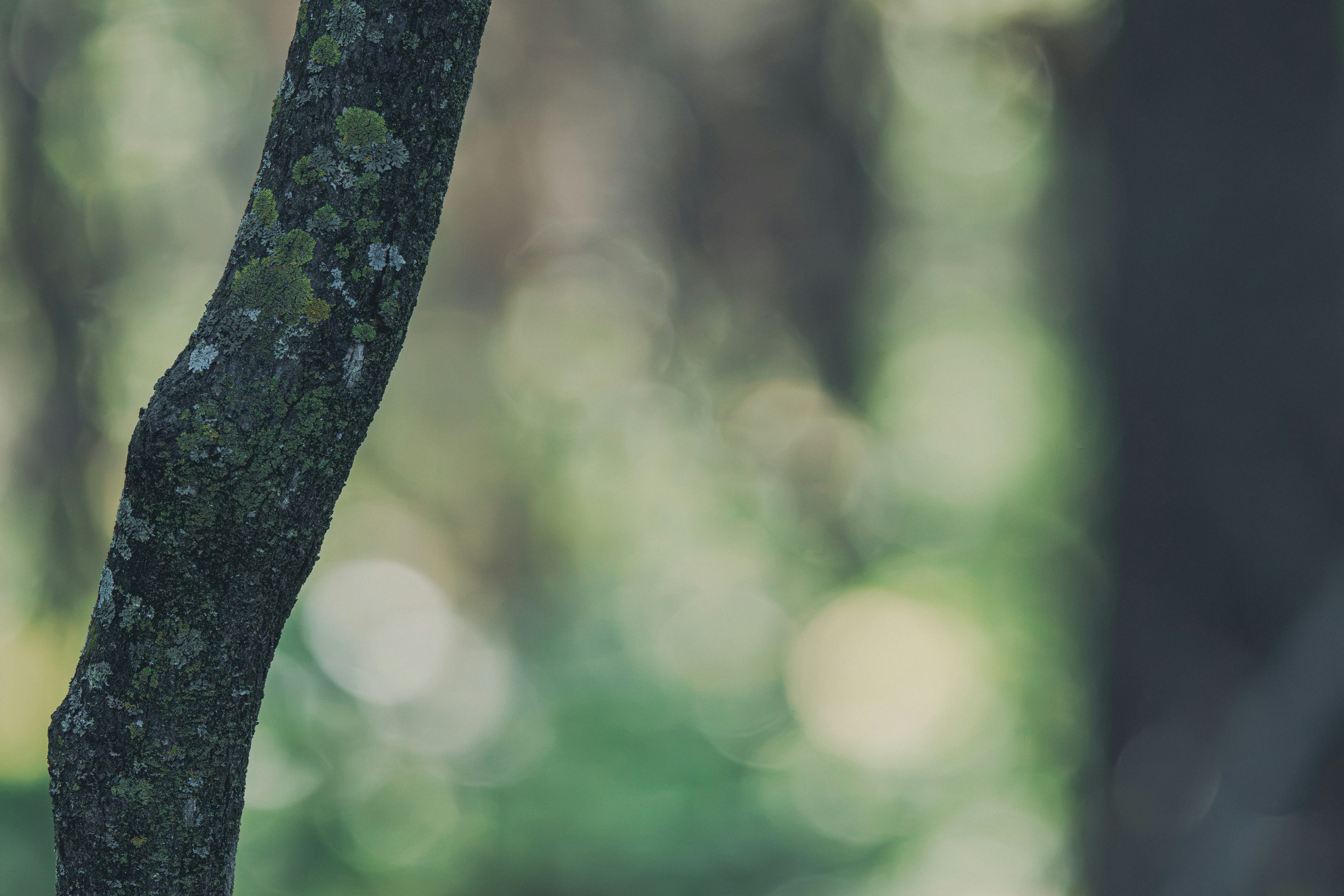 Lichen-Streaked Branch in Soft Forest Bokeh