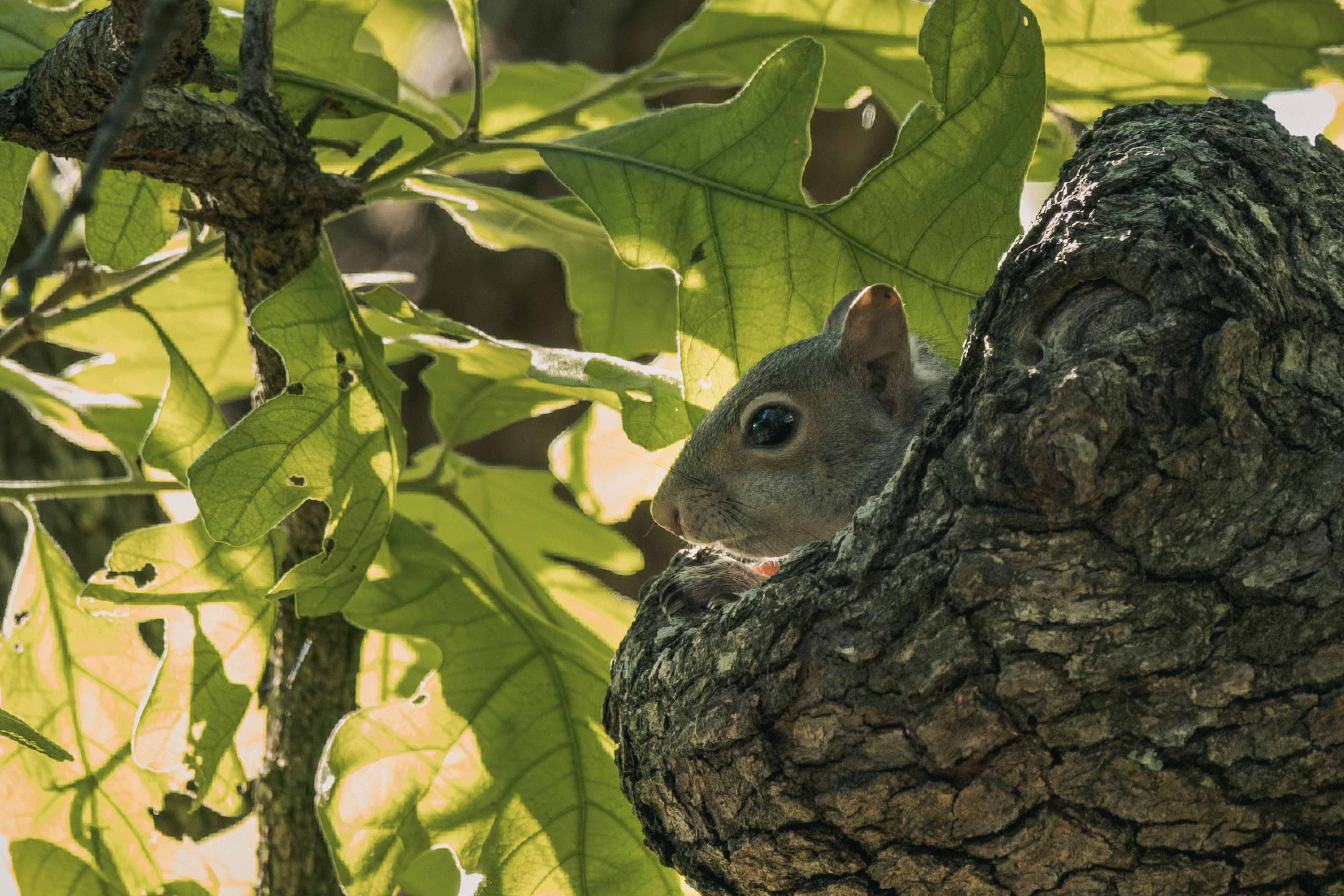 Sentry in the Bark: Squirrel Peering from the Treehole