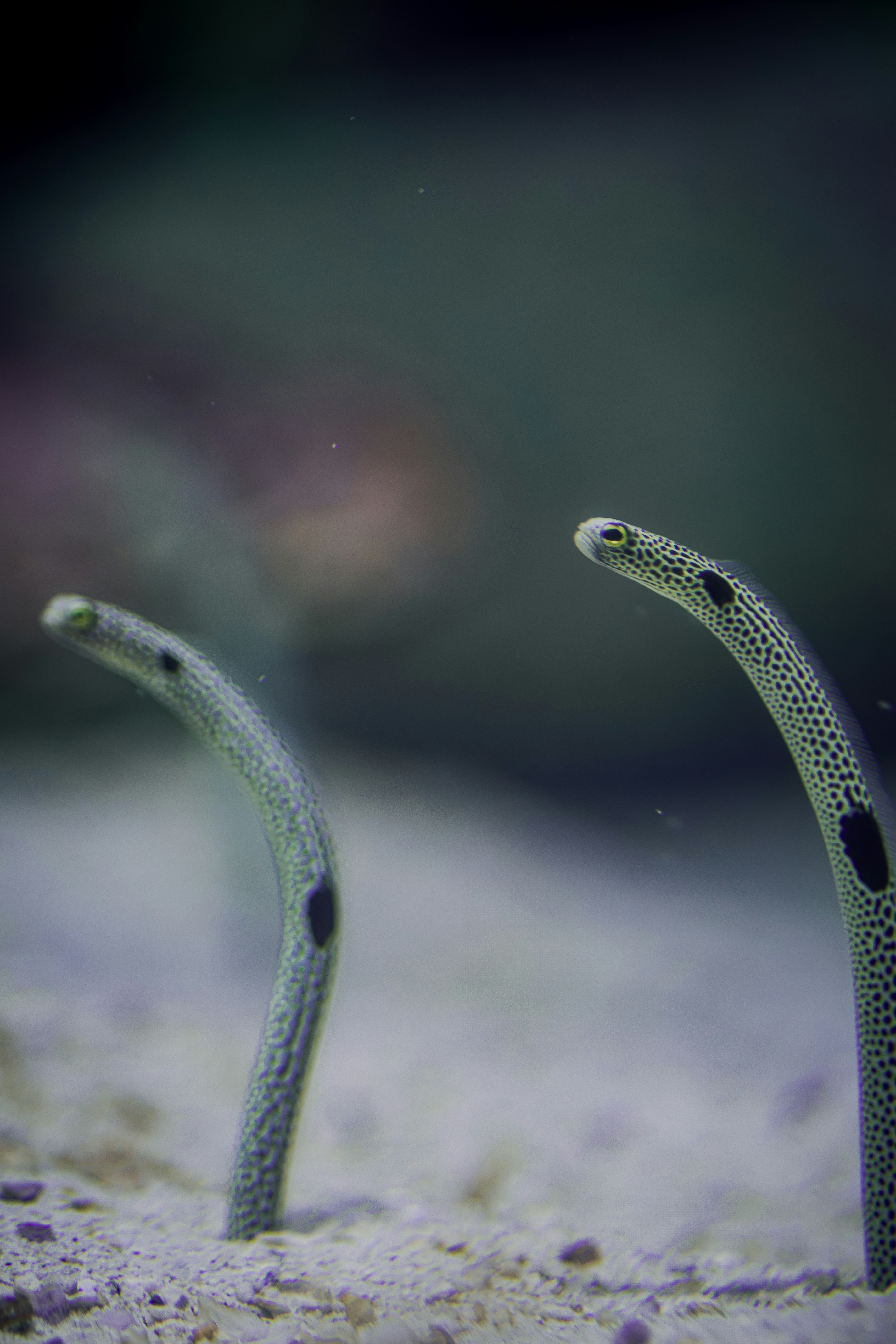 Curved Gaze: Two Leopard-Eyed Snakes Protrude from the Sand