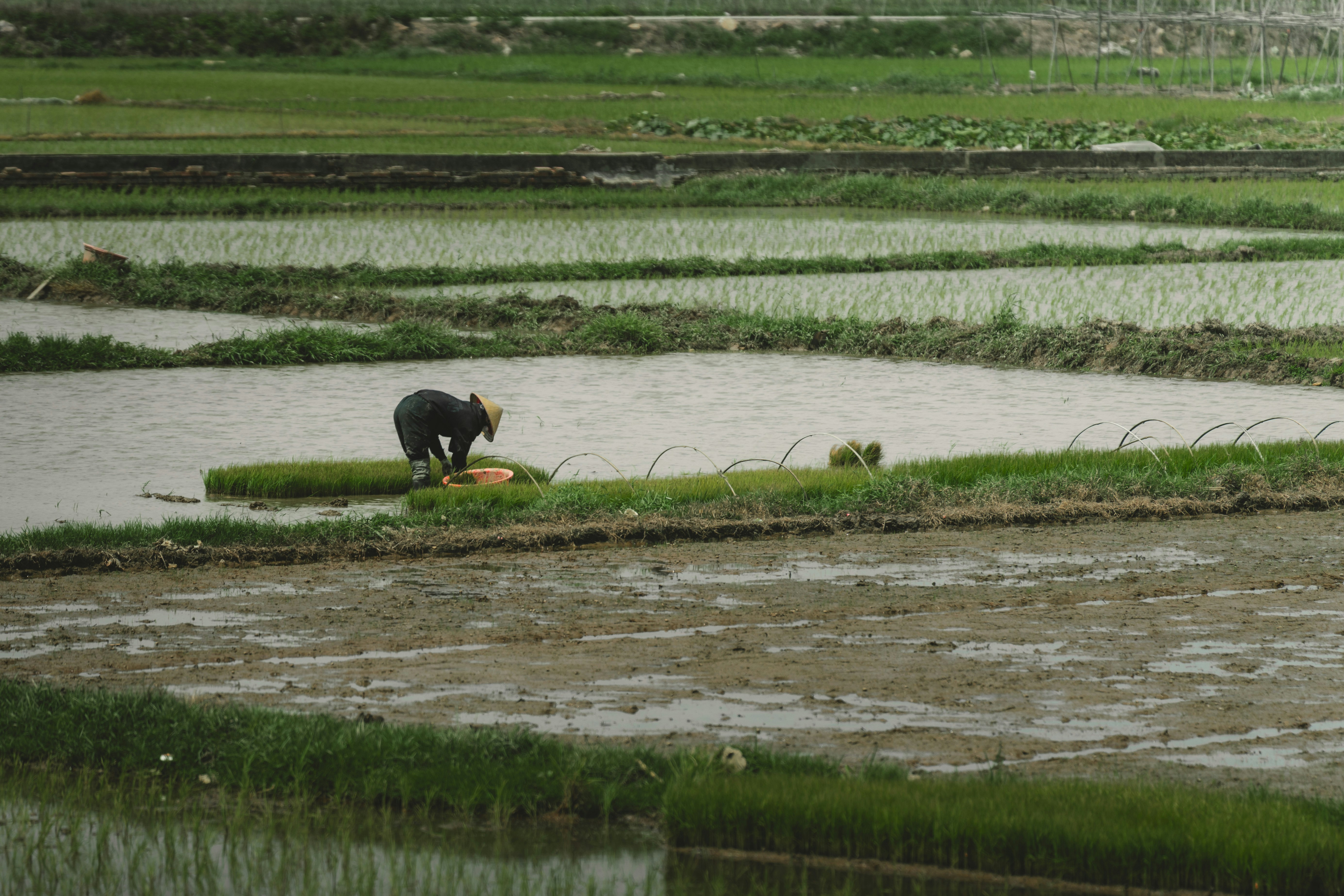 Laborer on a narrow grassy islet in a sea of flooded fields