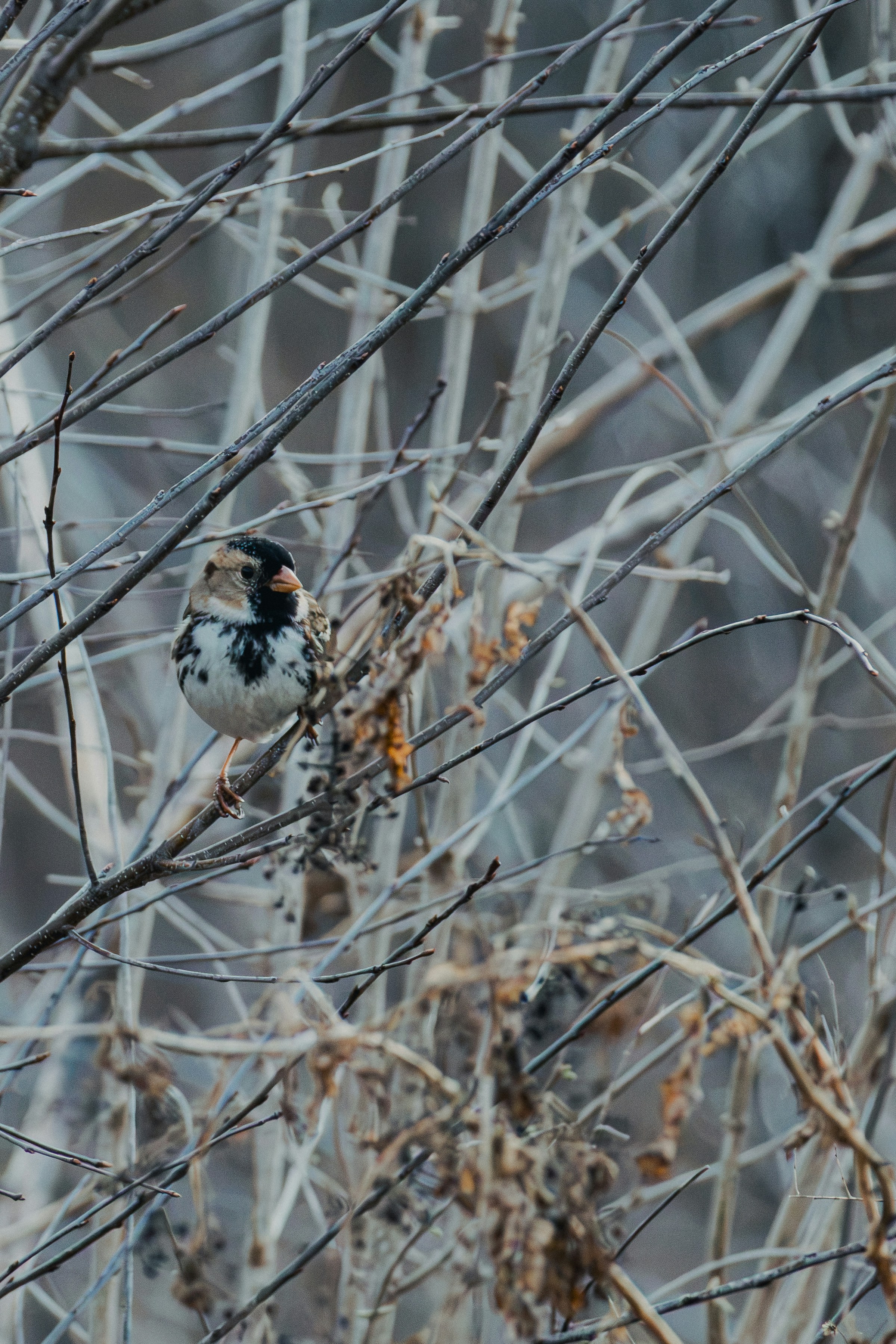Tiny Ember on a Winter Lattice