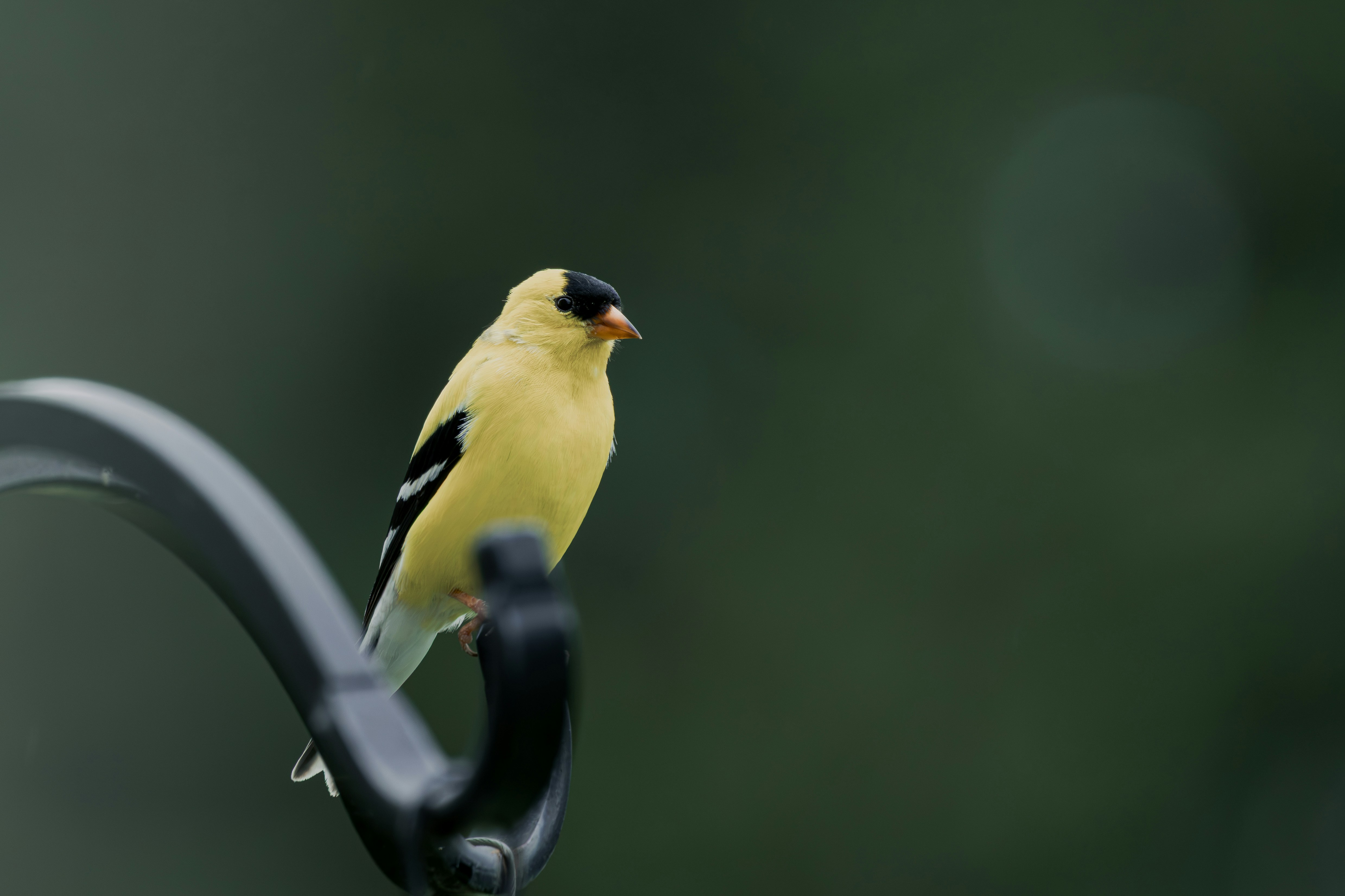 Golden Finch Perched on a Curved Hook