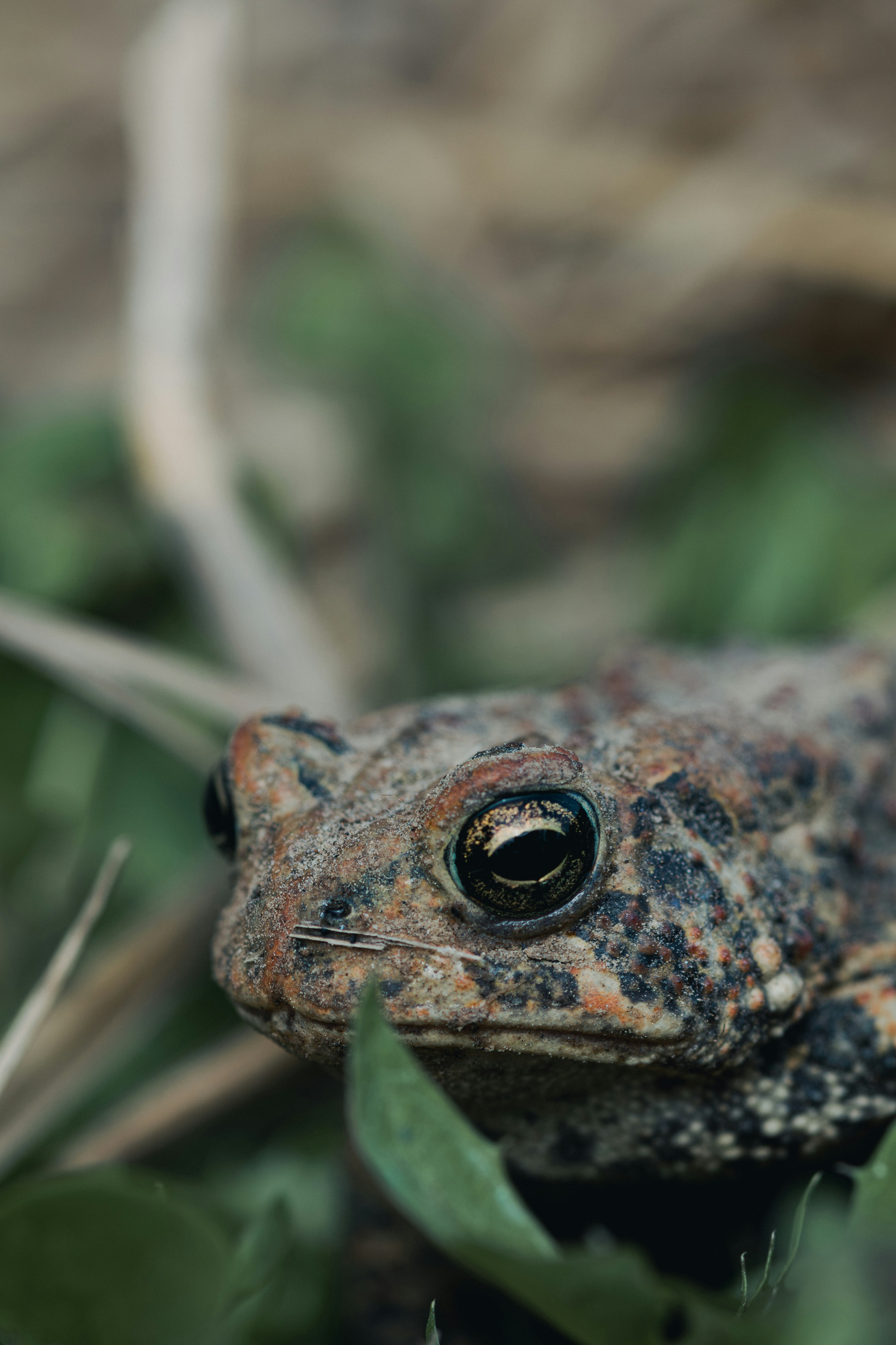 Close-Up of a Wet-Faced Frog: Granite Texture and Glistening Eye