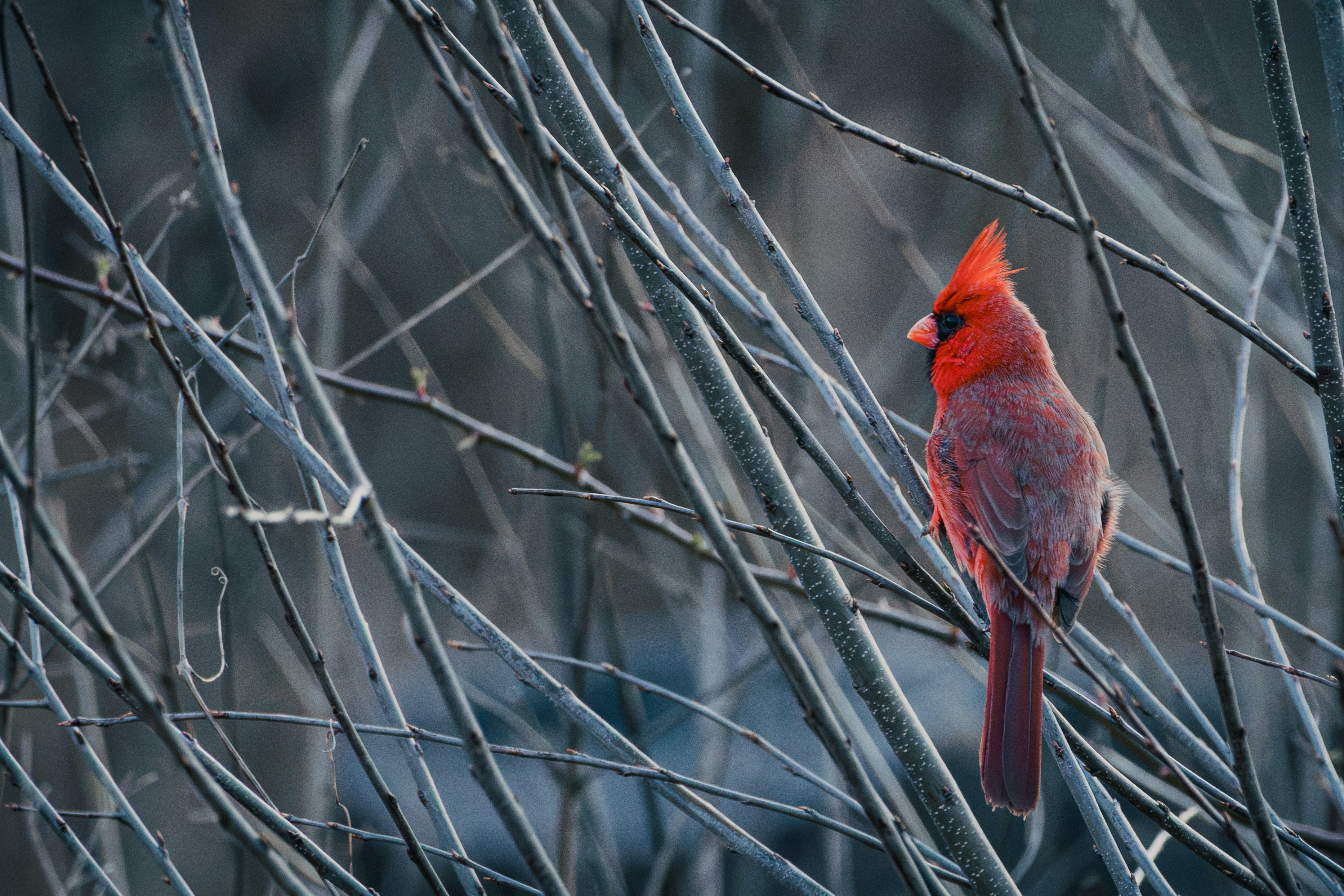 Red Cardinal in Winter Tangle: A Bold Streak among Bare Branches