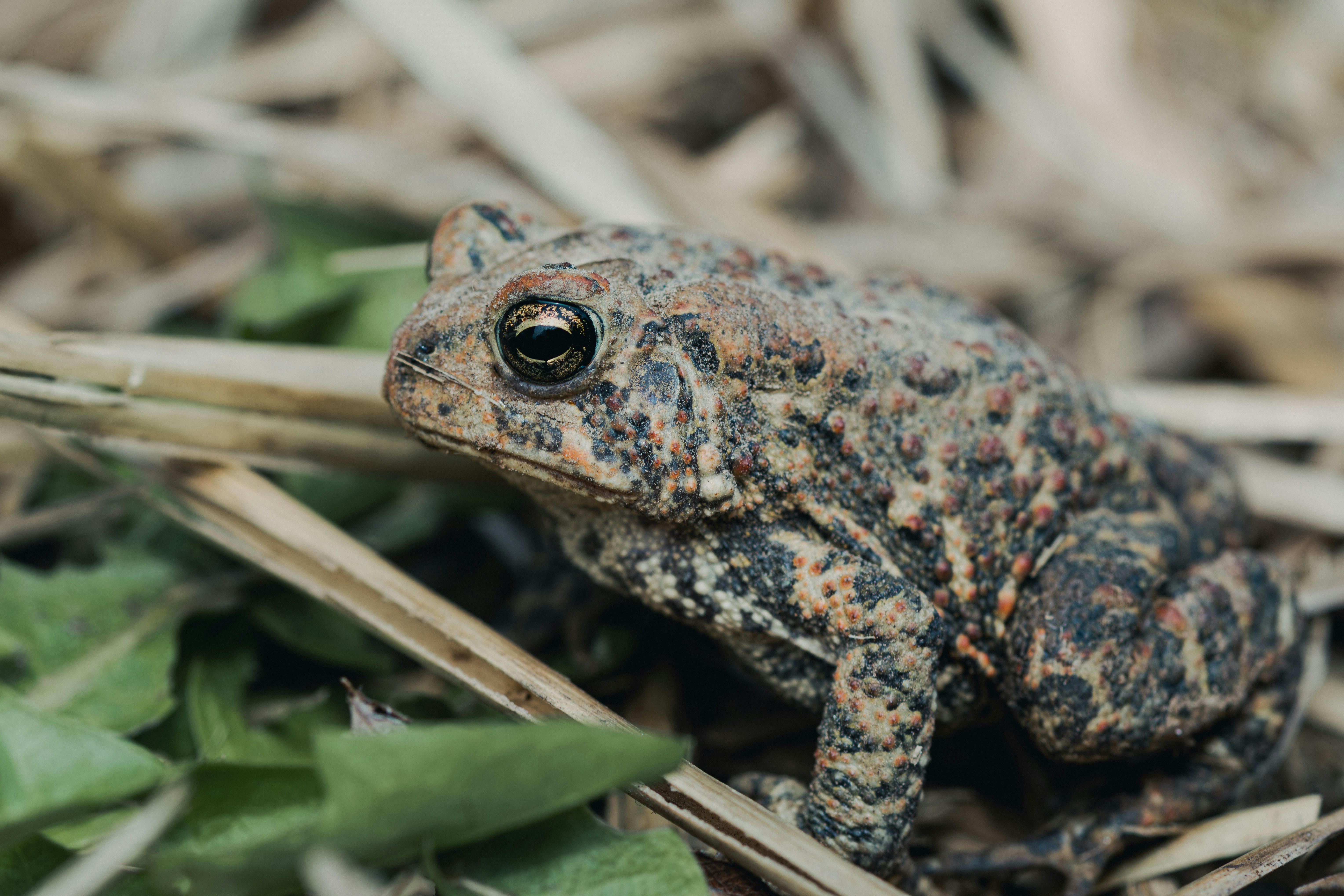 Stony Camouflage: A Close-Up of a Desert-Tinted Frog on Dry Grass
