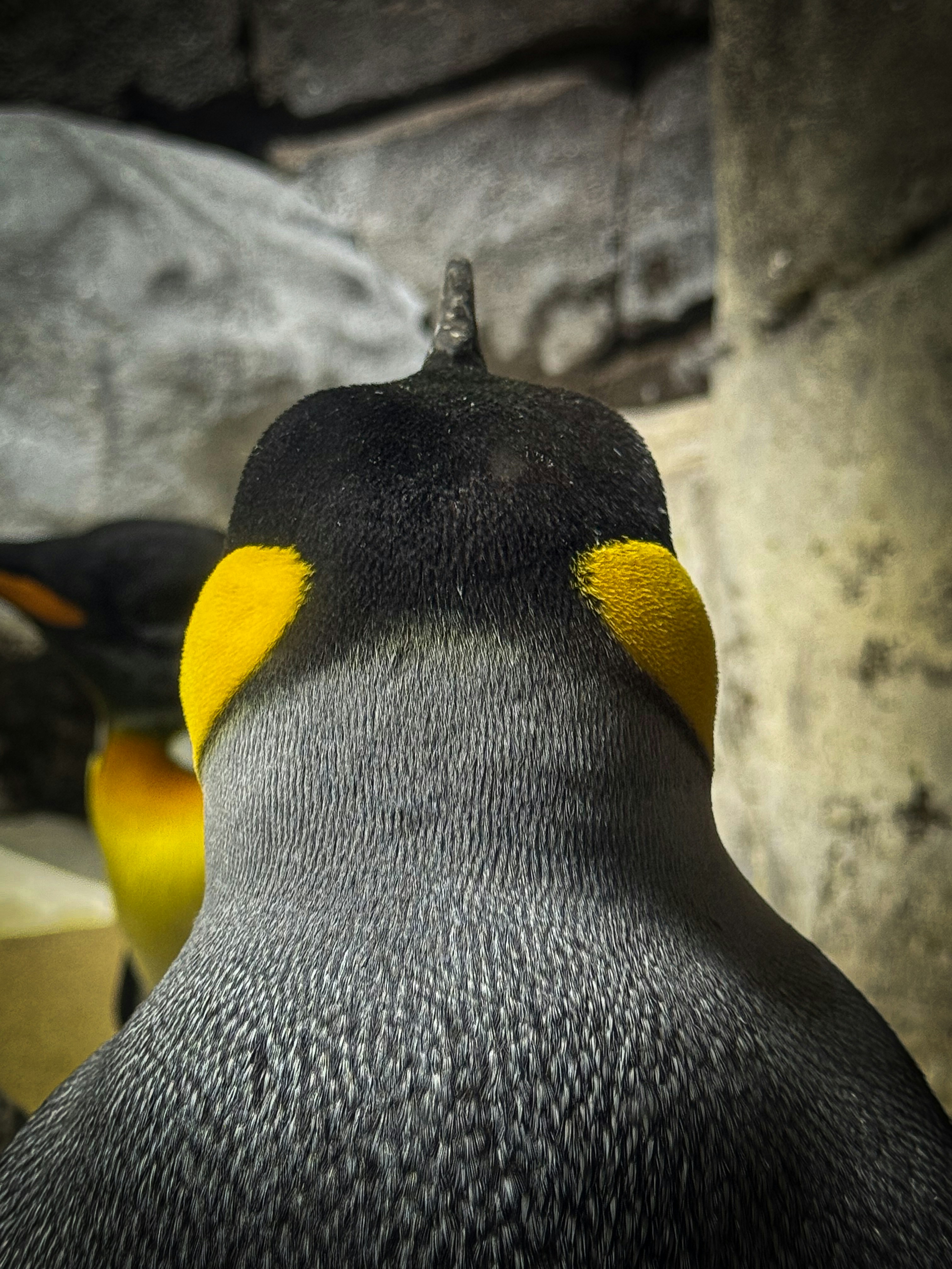 Close-up of a penguin seen from behind, emphasizing the textured back and the distinctive yellow patches near the neck in a rocky enclosure.