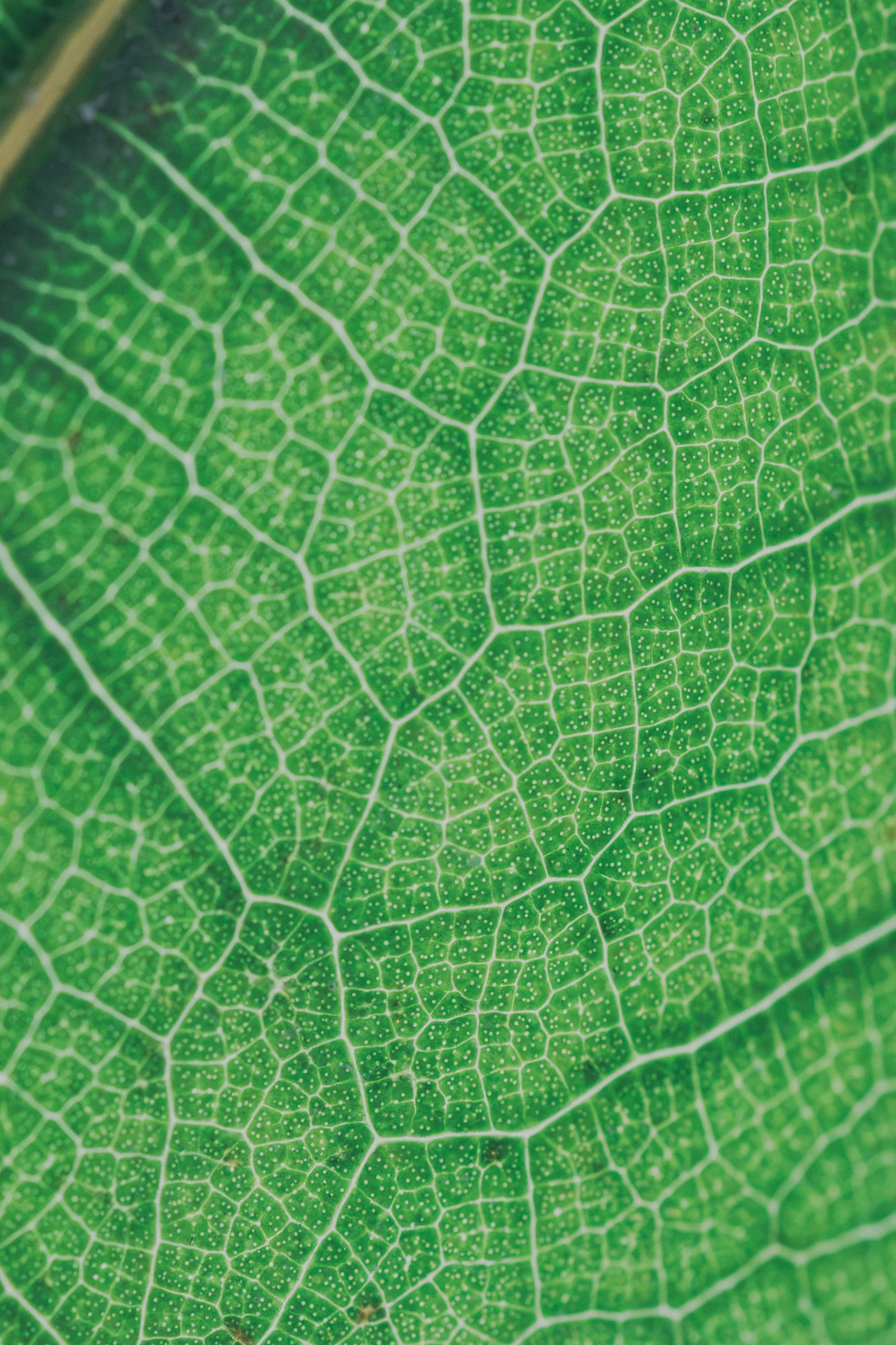Emerald Veins: Macro Portrait of a Leaf's Vein Network