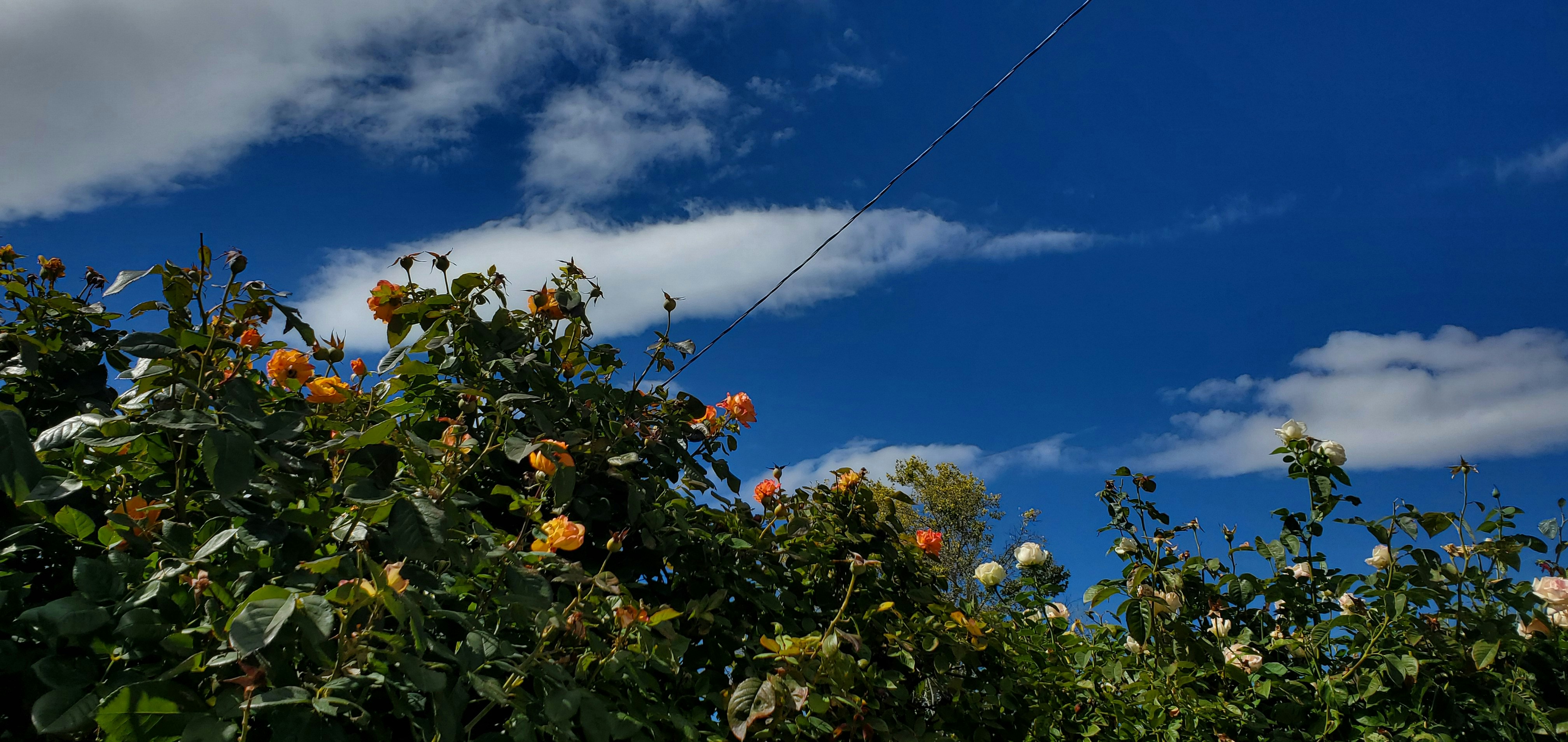 Sunlit rose bushes stretch along the lower frame with a vivid blue sky above, capturing a bright garden scene with a hint of overhead wire. The image emphasizes natural color and depth in a daytime outdoor setting.