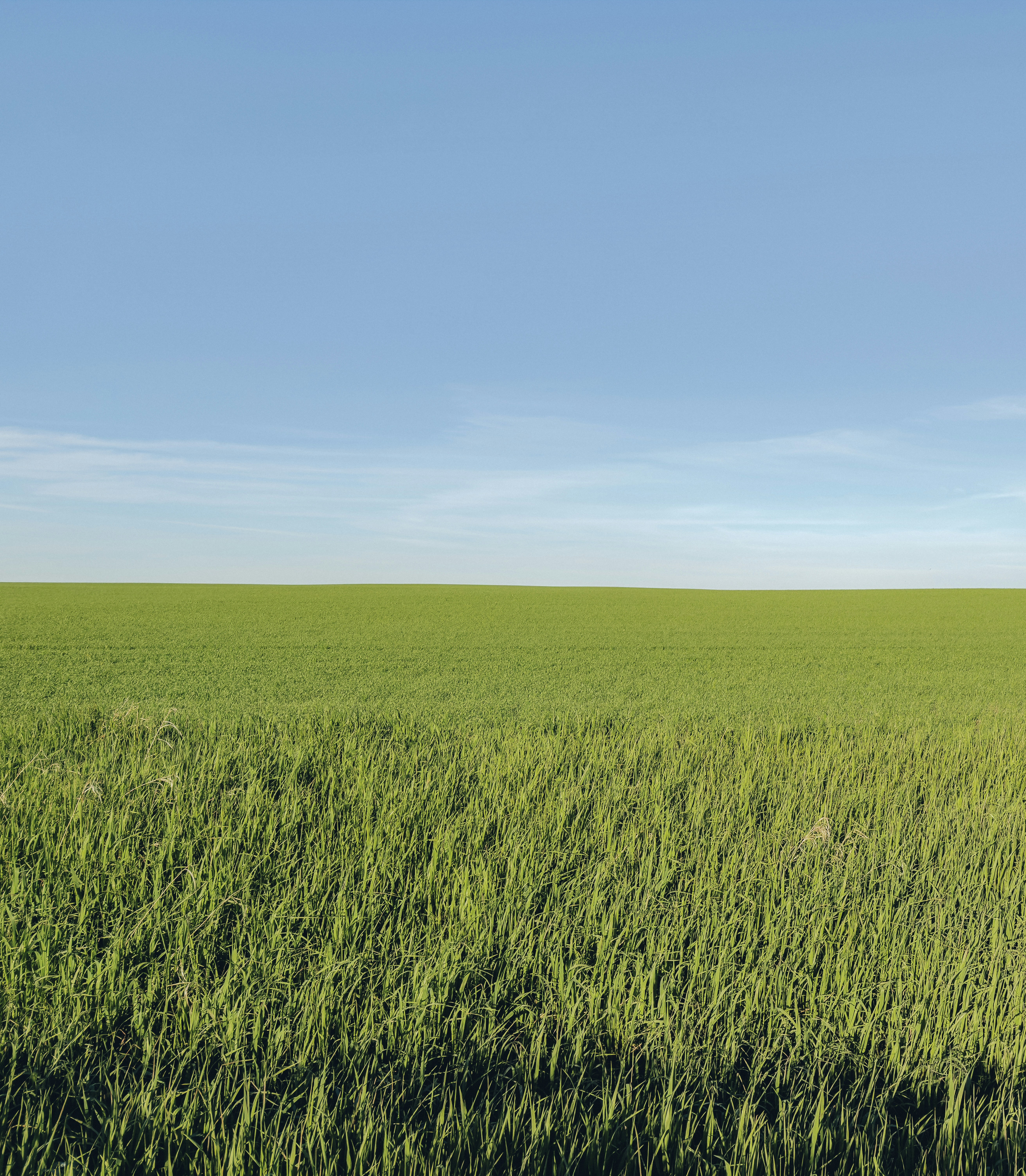 Green field extending to a distant horizon beneath a clear blue sky; the scene emphasizes vast openness and a calm landscape composition.