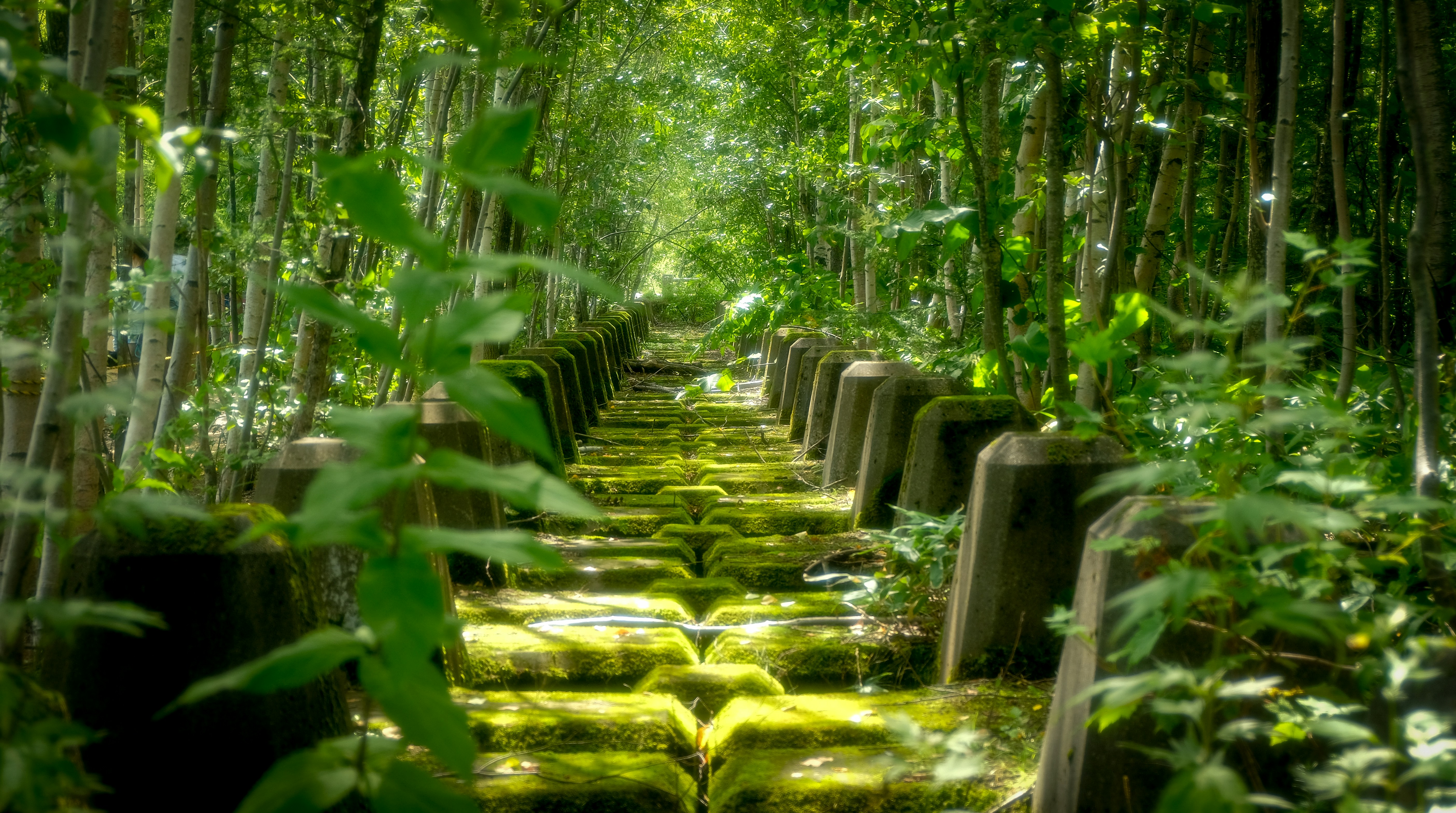 Sunlit Steps: Mossy Path through a Quiet Forest Corridor