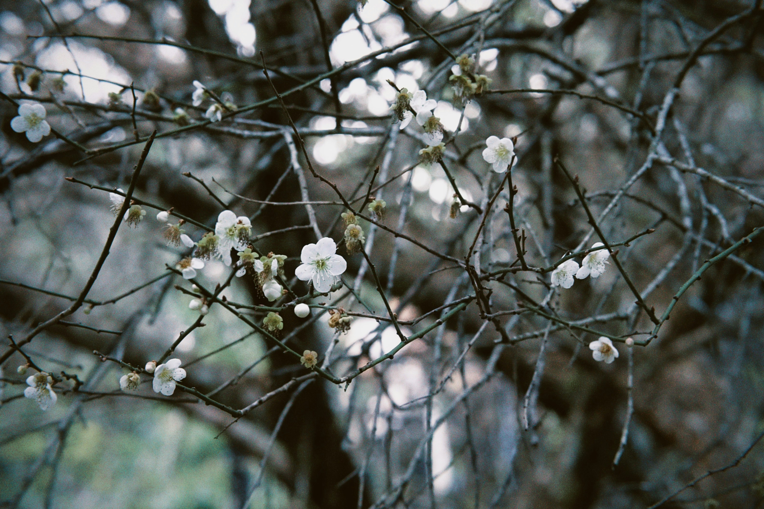 Silent White Blossoms Against a Tangle of Branches