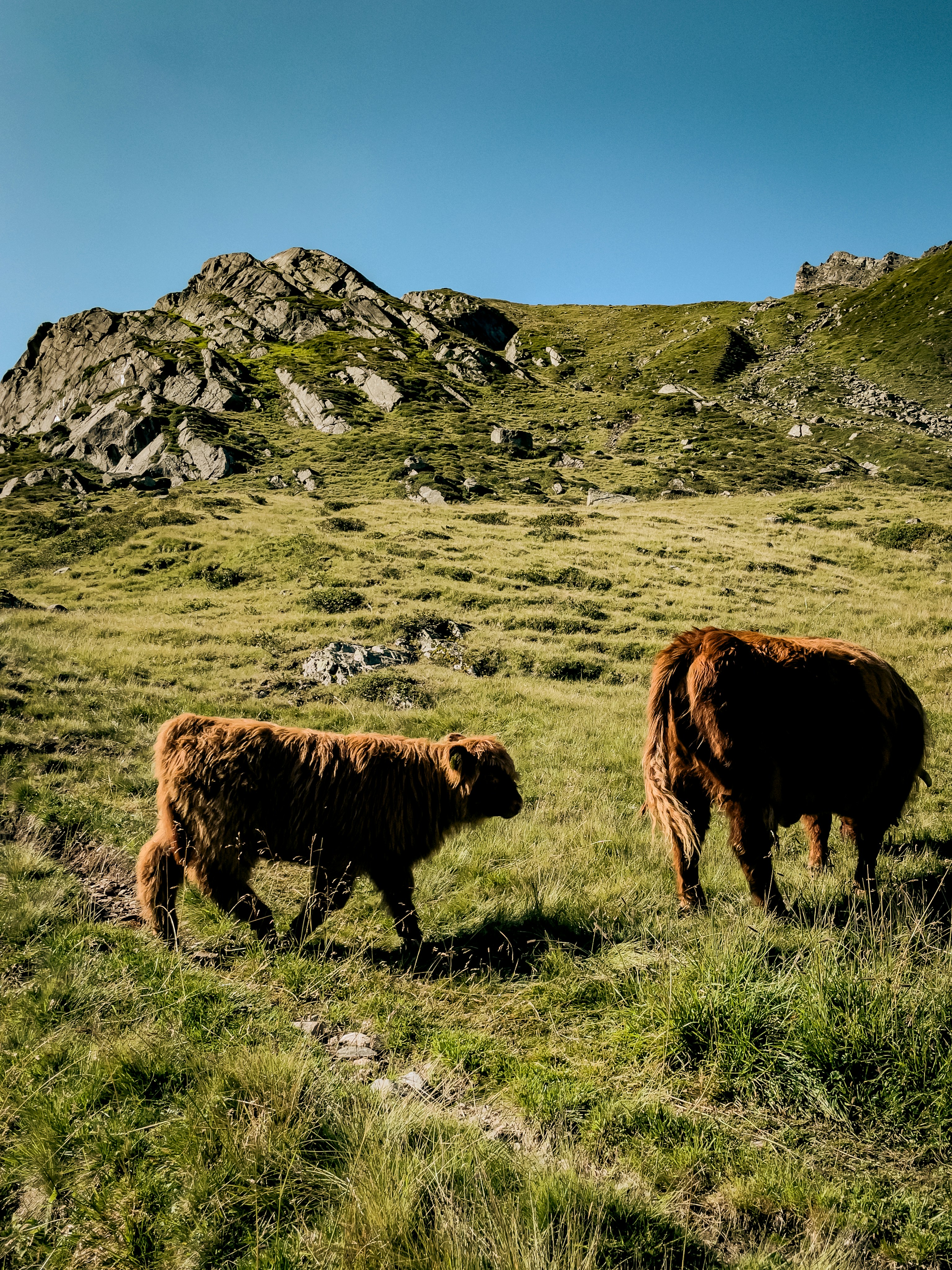 Two Brown Highland Cattle Grazing Across a Sunlit Mountain Meadow