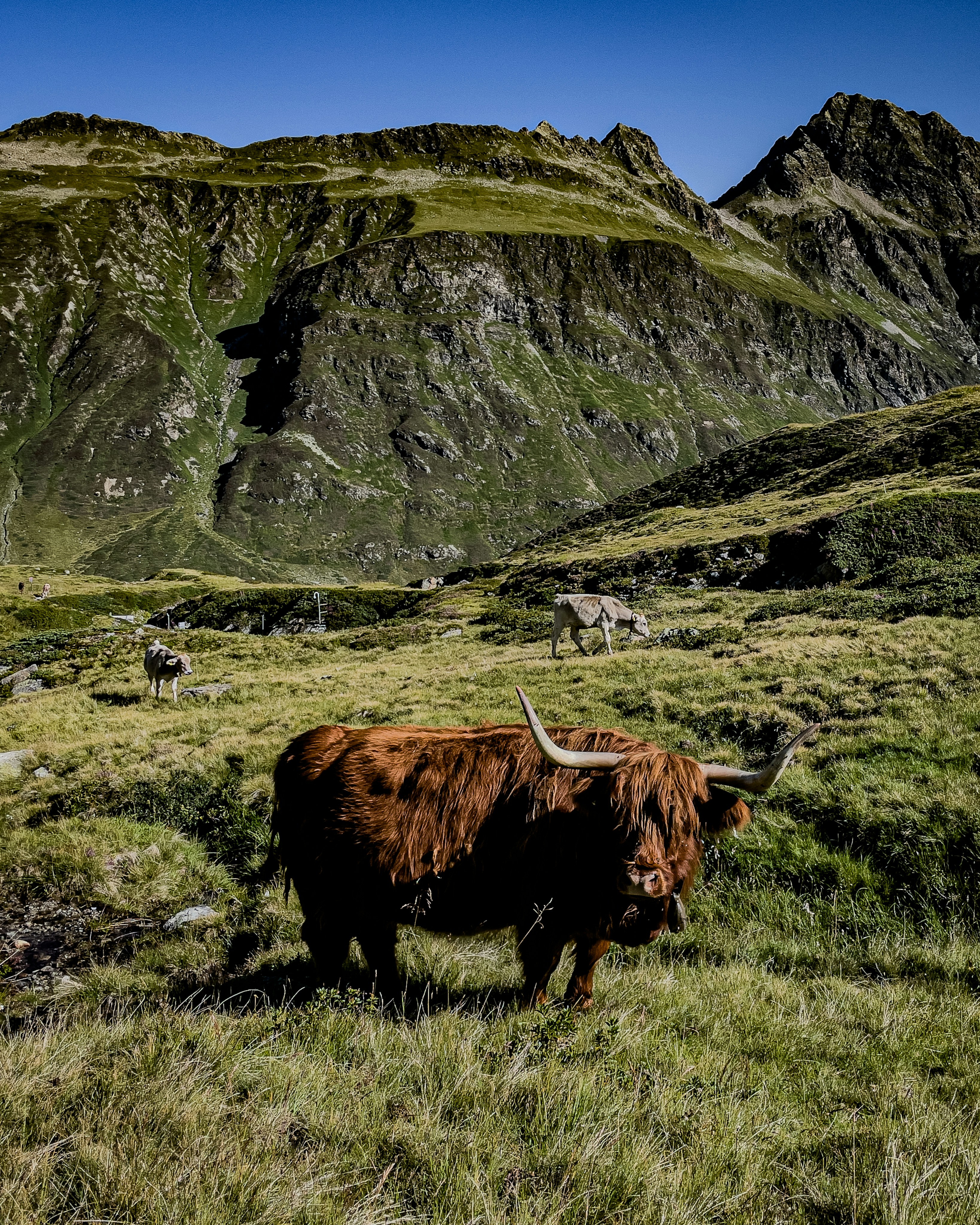 Pasture Crowned by Peaks: Highland cattle Beneath Peak Ridge