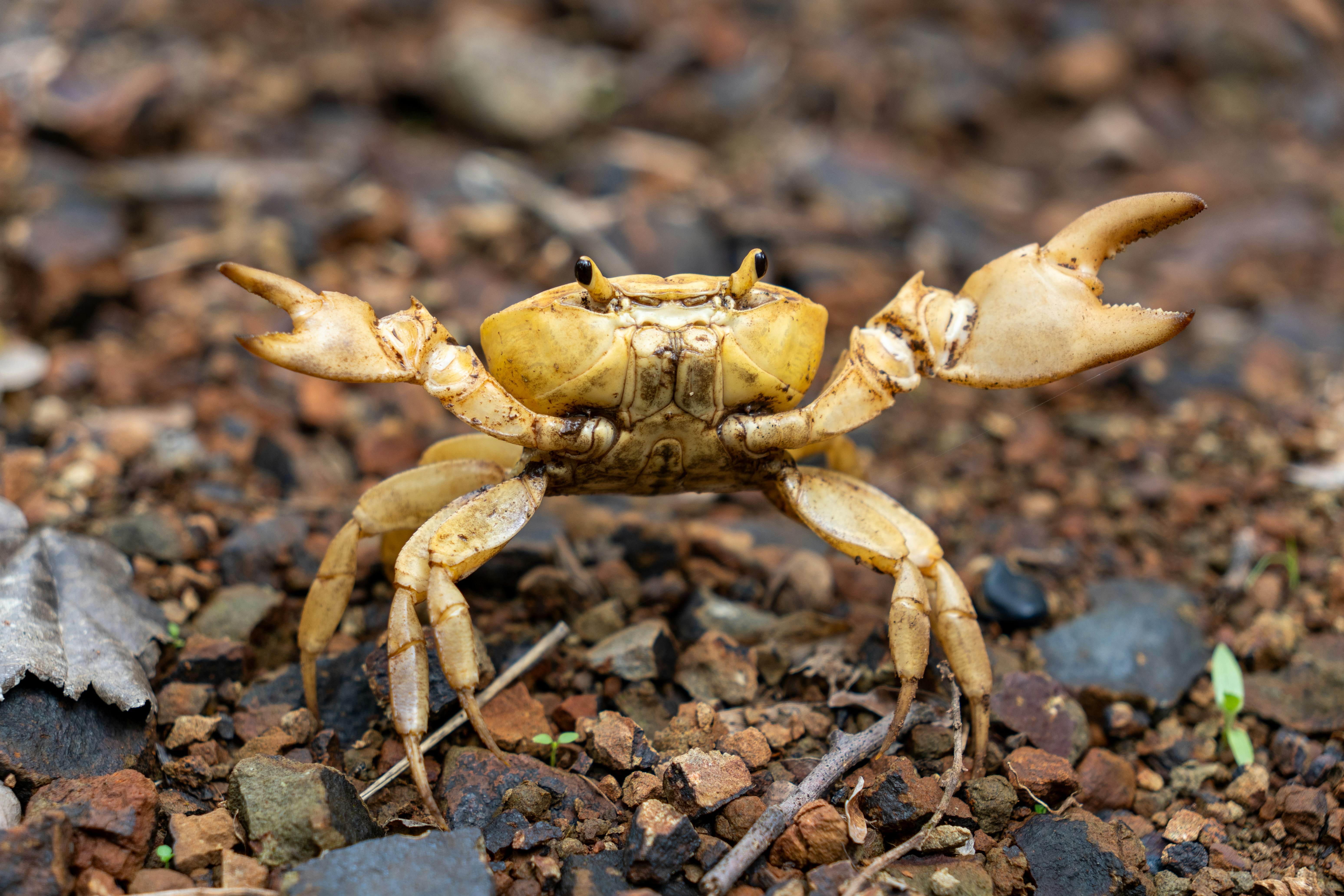 Sunlit Sand Grasp: A Golden Crab Reaches Forward