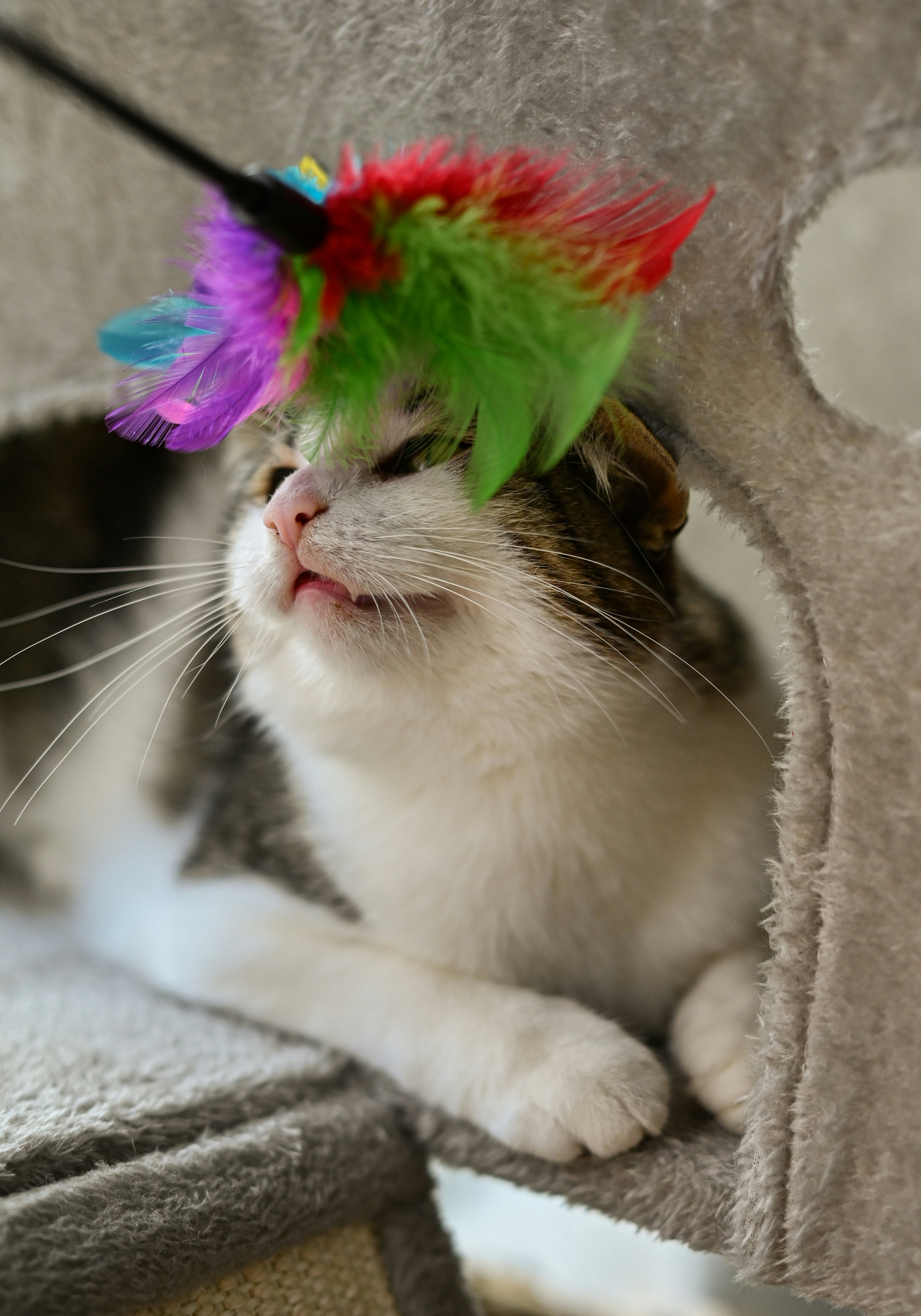 Colorful Feathered Toy Brushing a Curious Cat