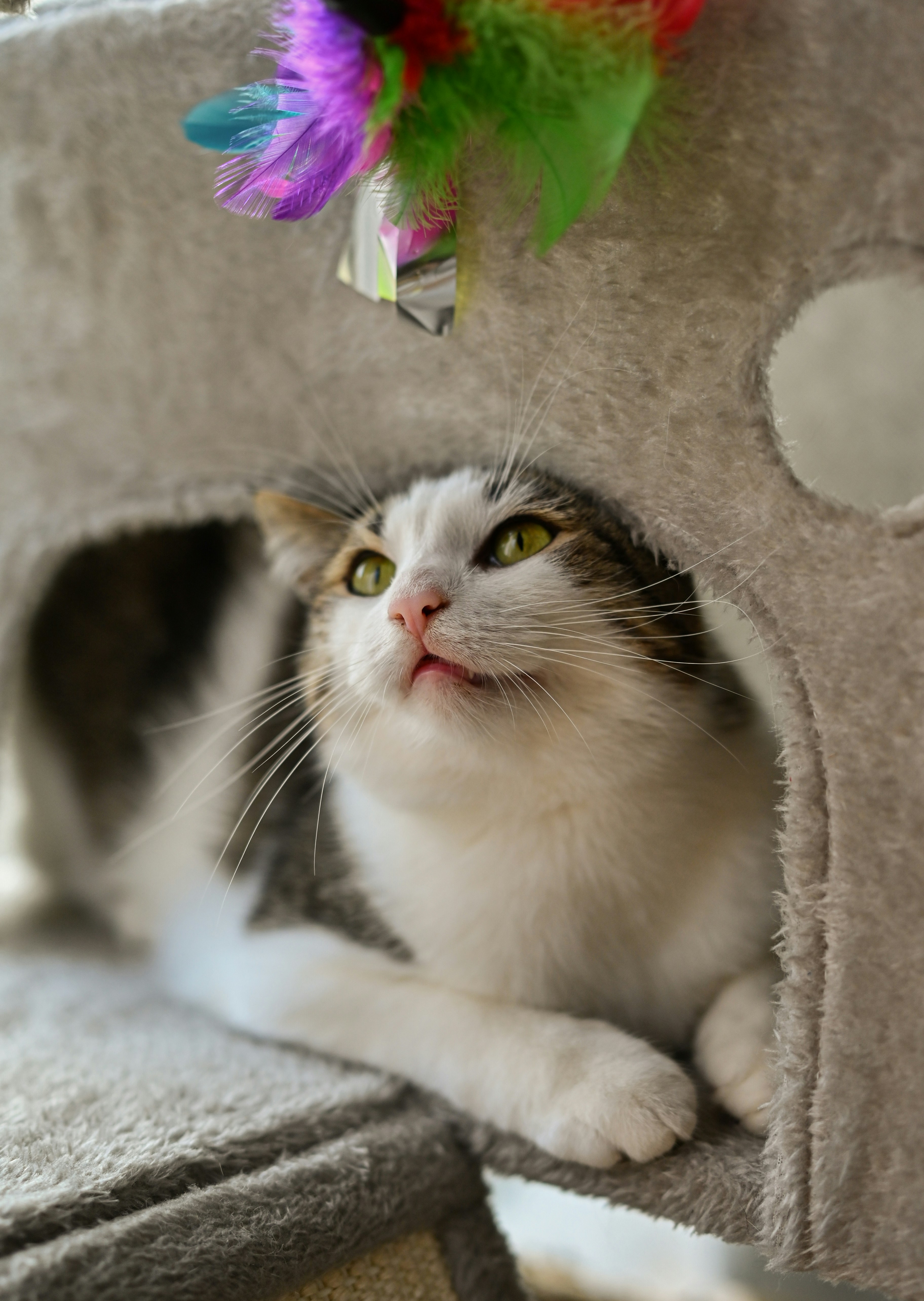 Curious Cat in a Soft Cat Tree
