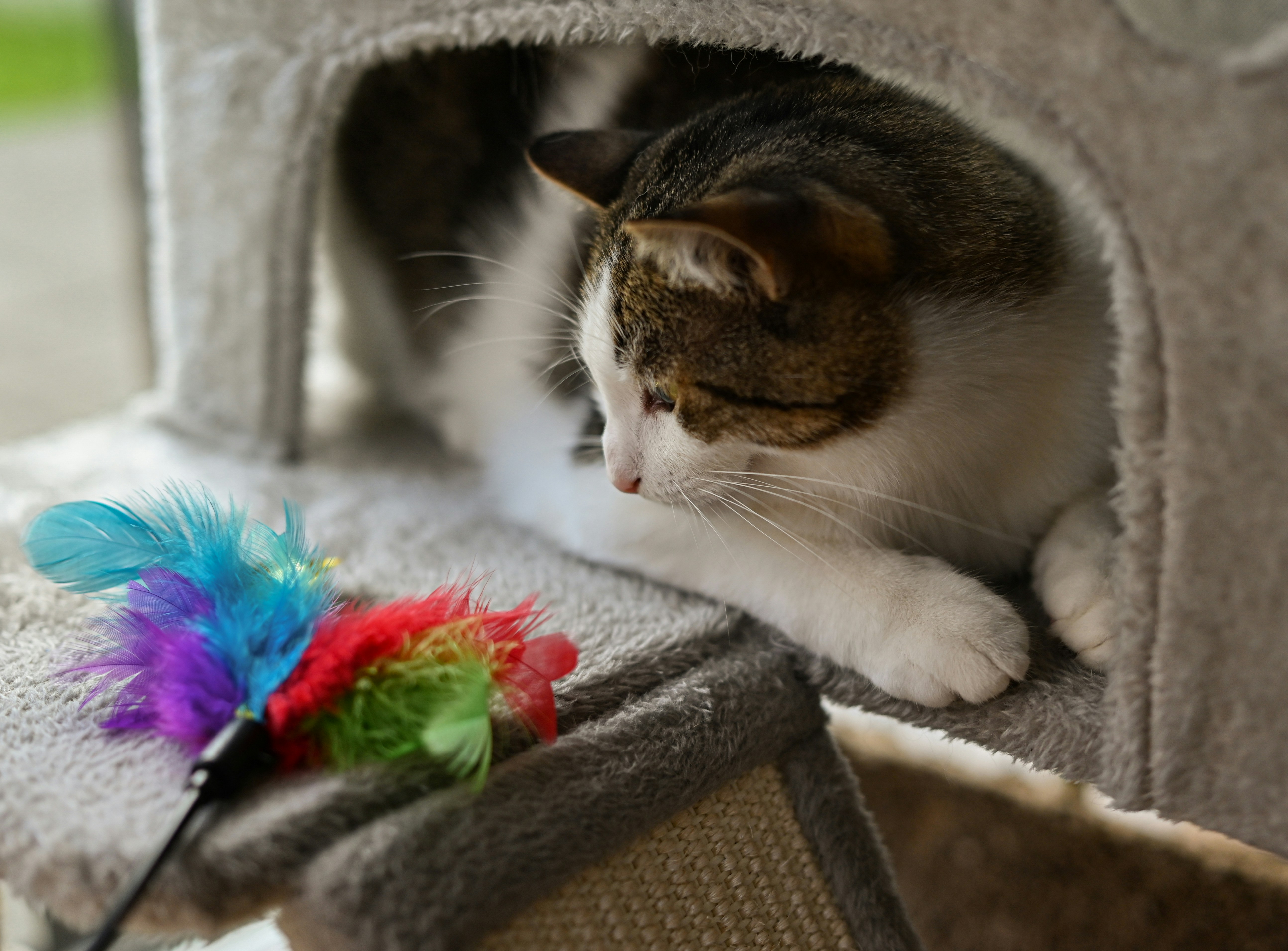A white and tabby cat relaxing on a cat tree while watching a colorful feather toy
