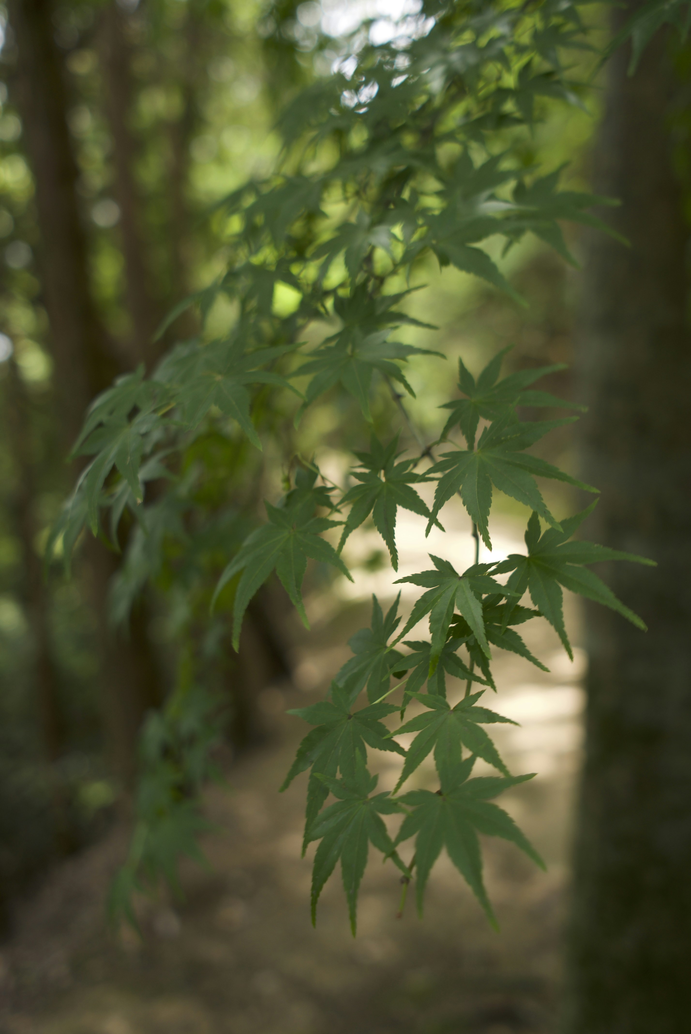 Sunlit Maple Veil: A Cascade of Green Leaves in a Quiet Forest Walkway