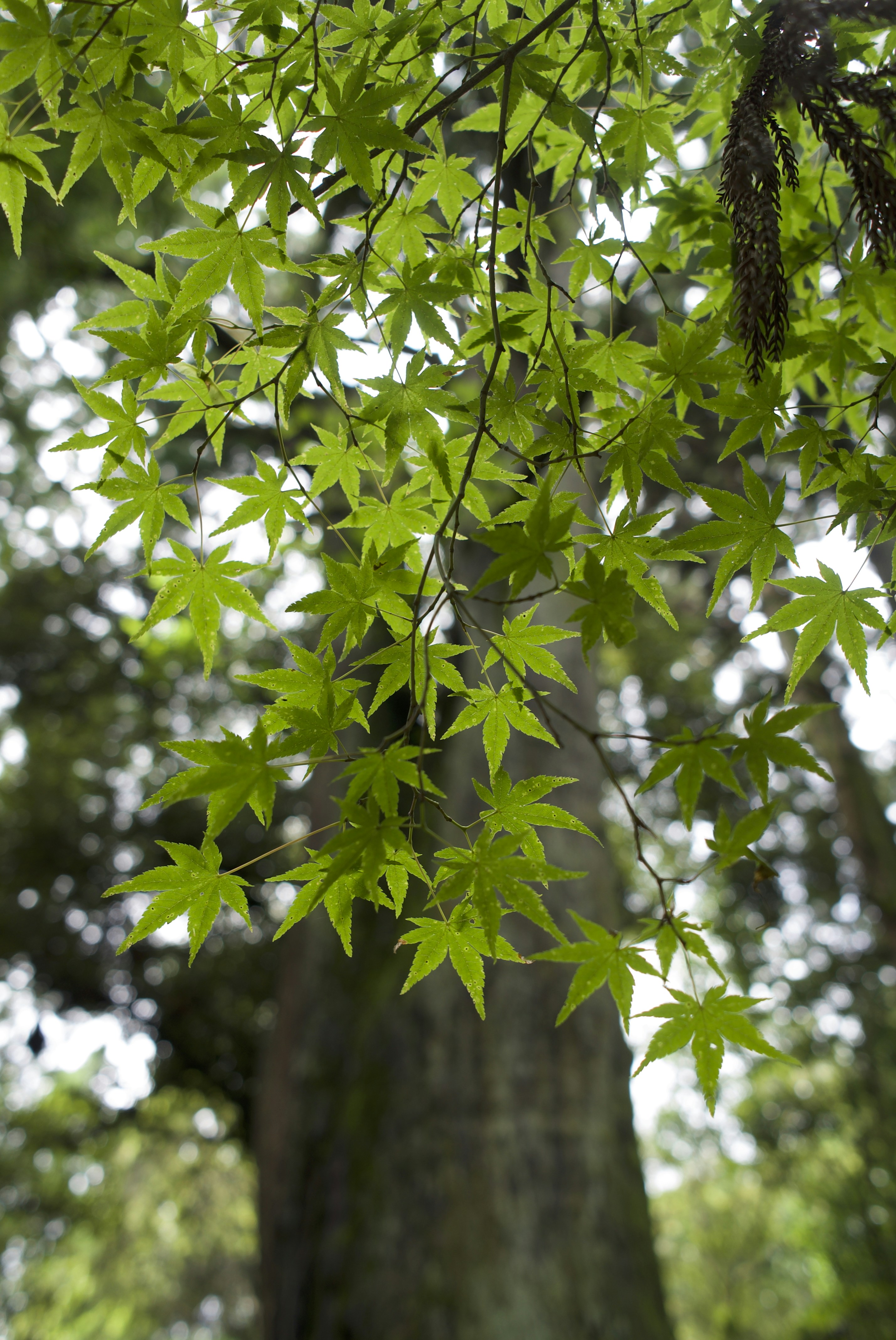 Emerald Maple Canopy: Framed by Fractured Light
