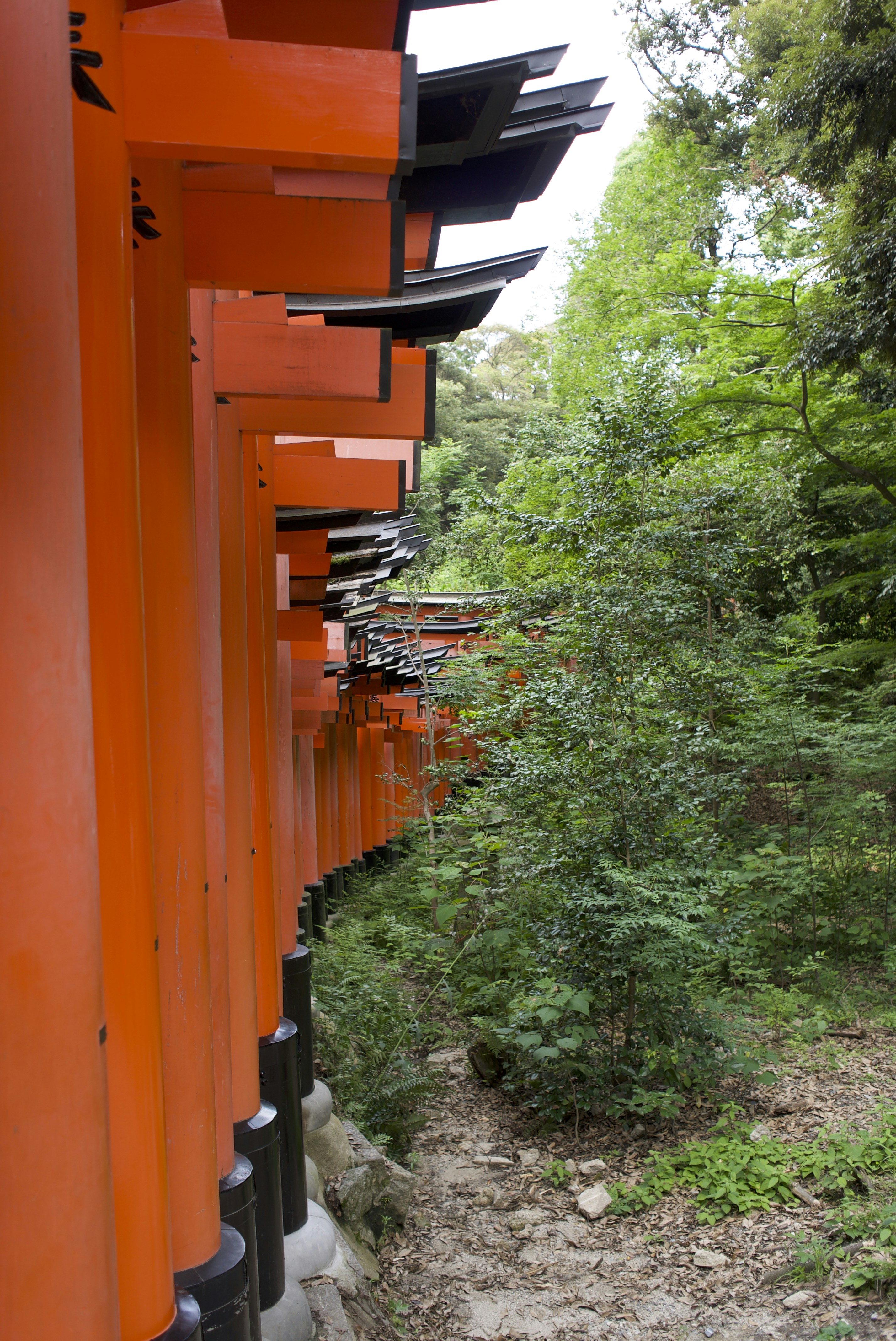 Row of vermillion torii extending into a lush temple corridor