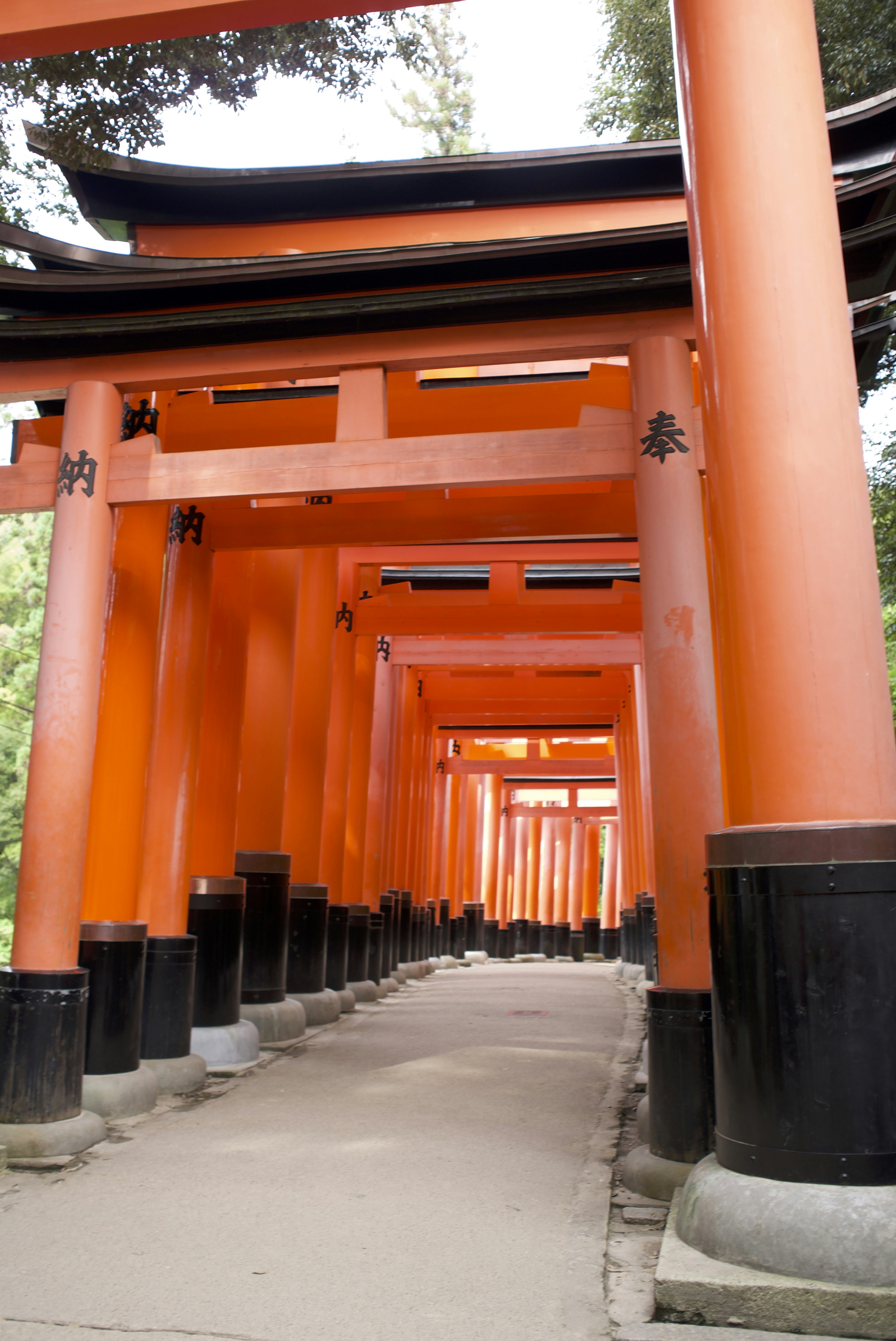 Through the Corridor of Torii: A Red-Orange Perspective