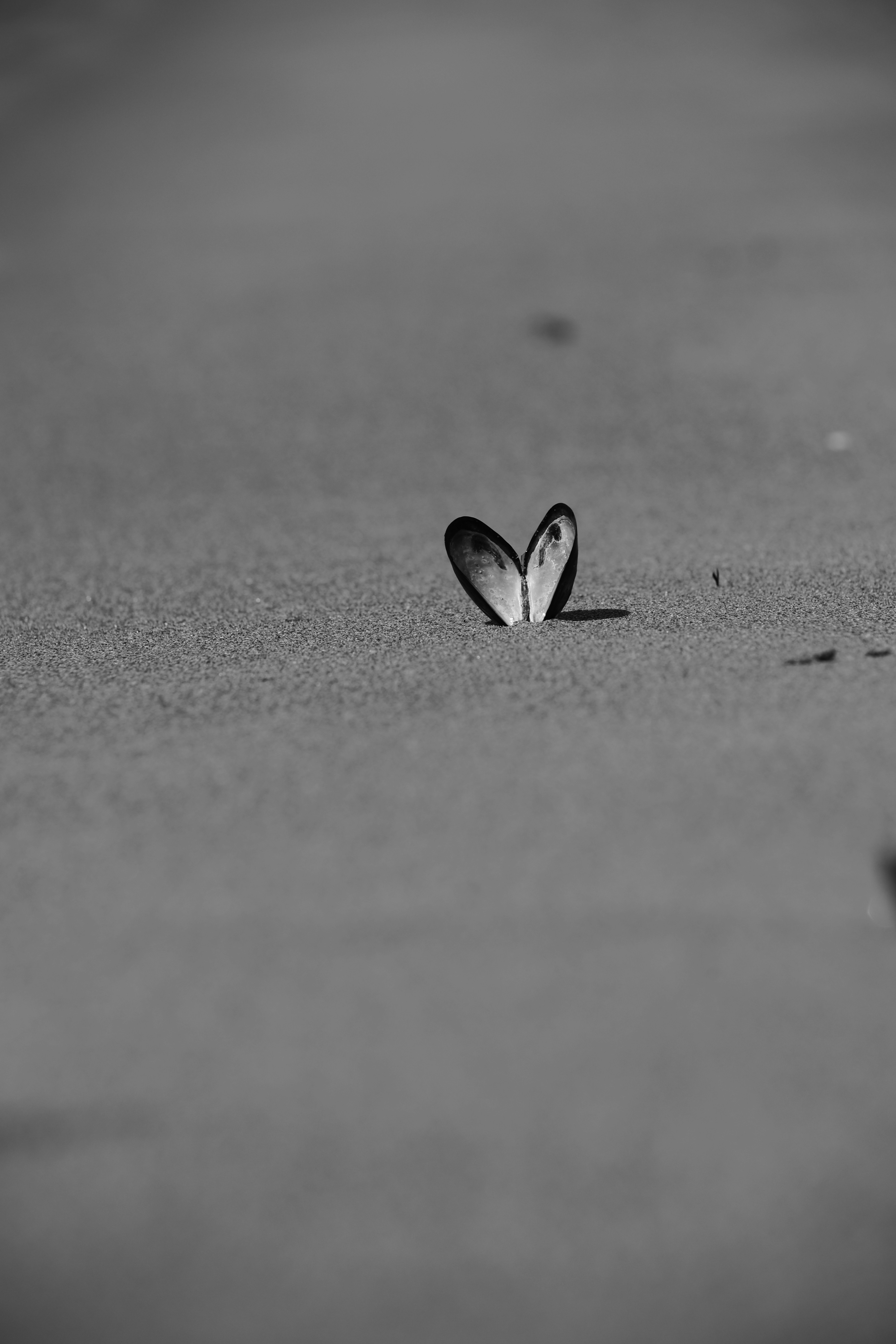 Soft-toned close-up of a tiny shell standing upright in smooth sand, isolated against a shallow depth of field. A minimal, monochrome snapshot capturing a quiet beach moment.