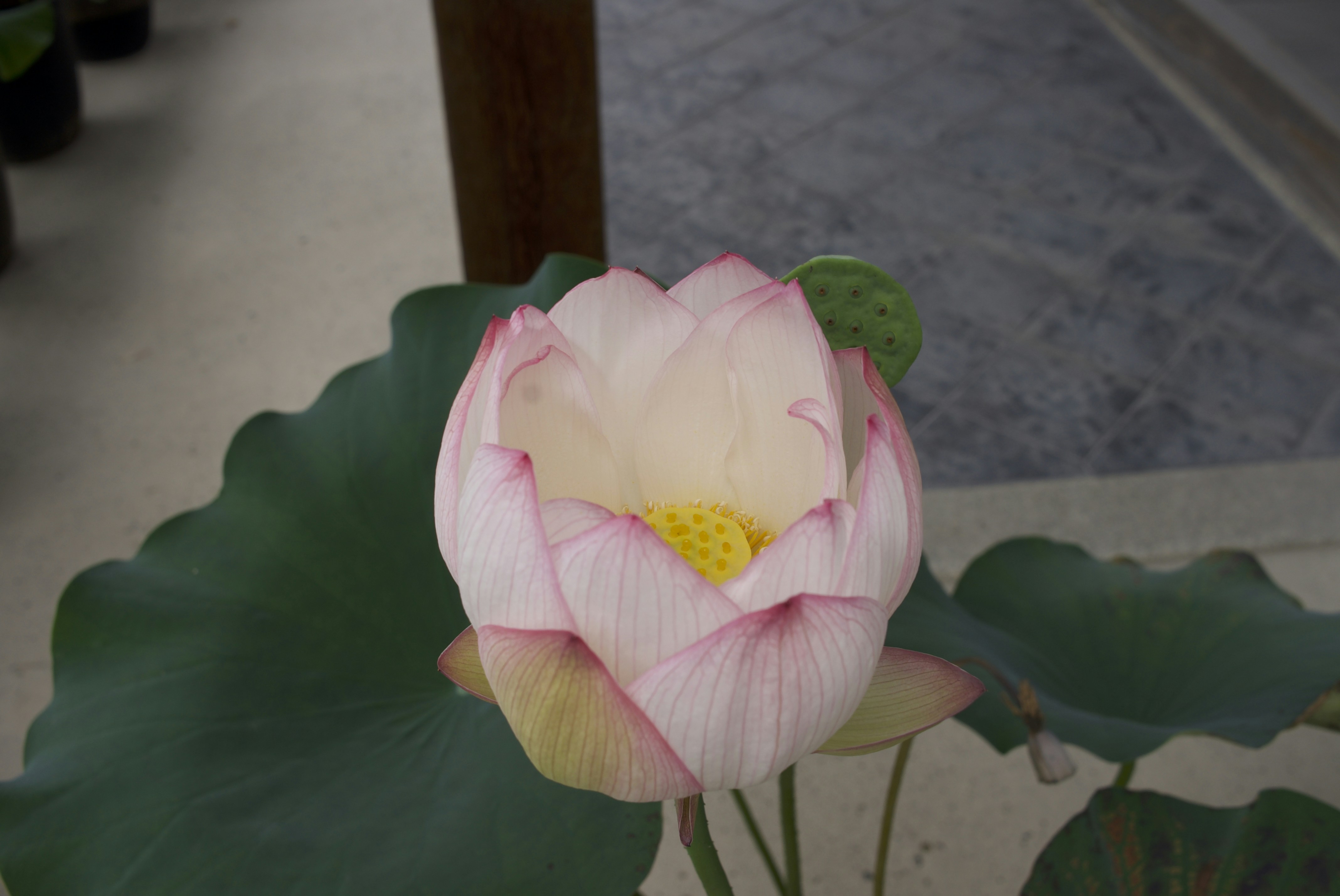 Soft Bloom in a Quiet Courtyard