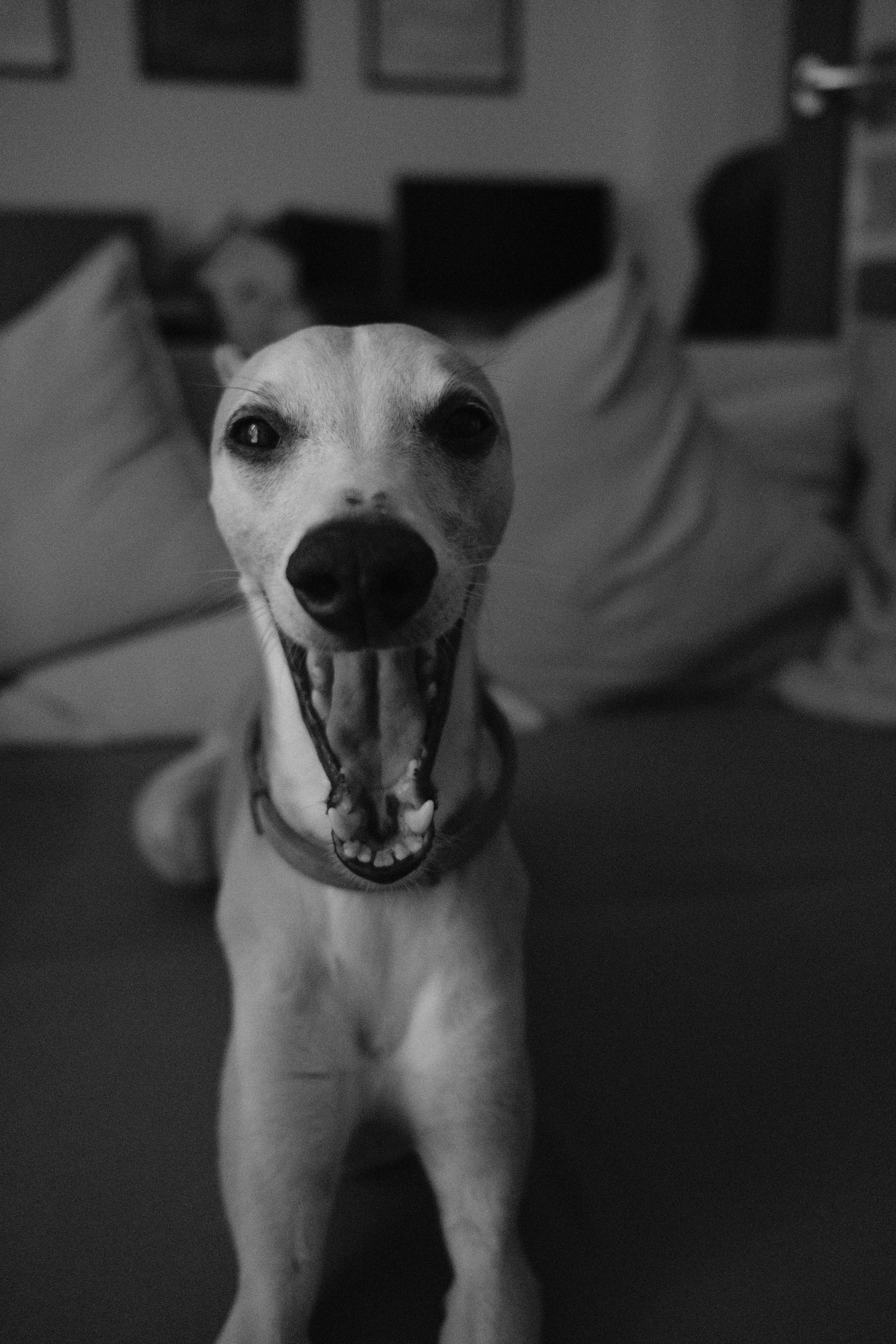 Grinning Whiskers: A Mischief-Filled Portrait