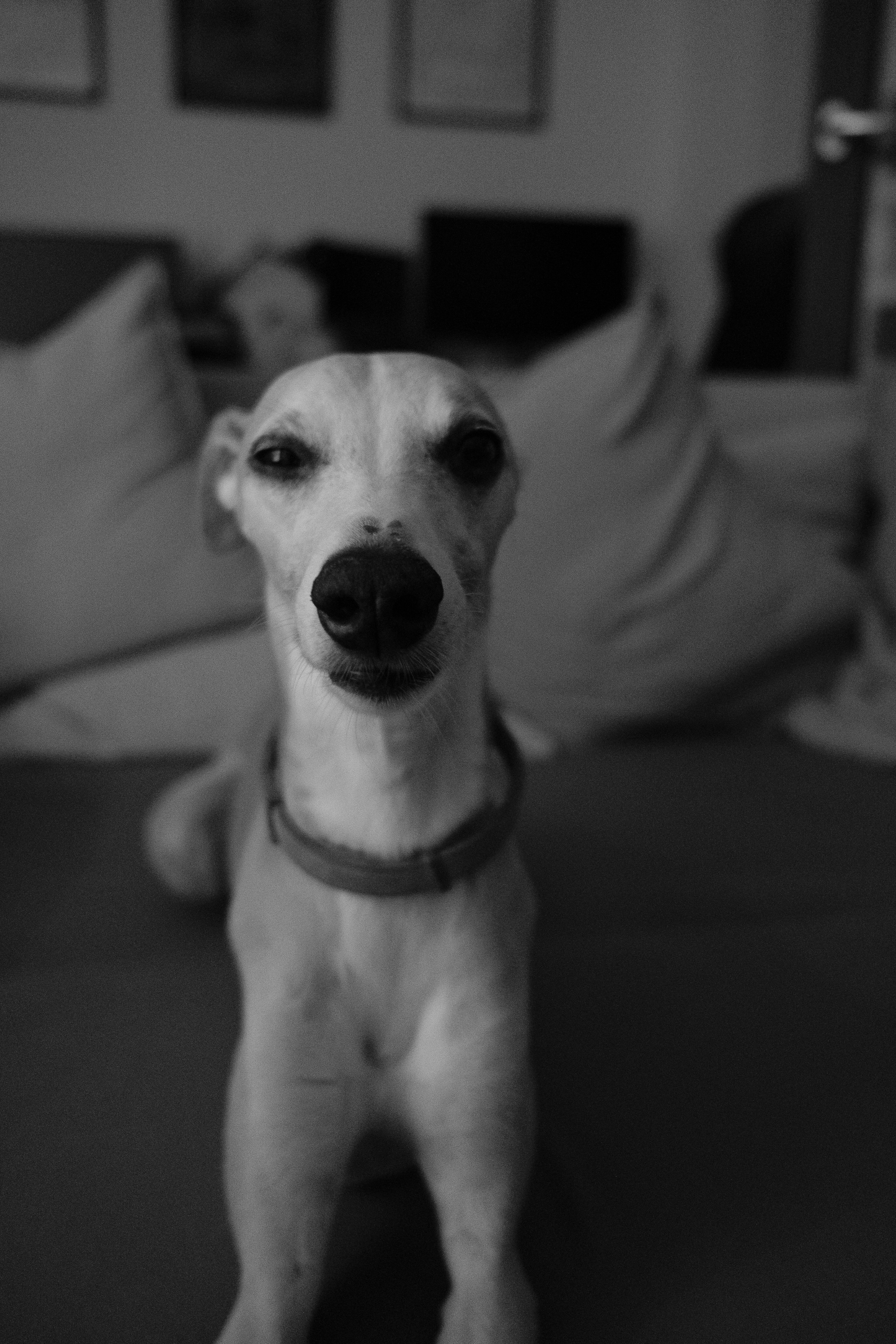 Curious Muse: A Forward-Facing Greyhound in Soft Focus